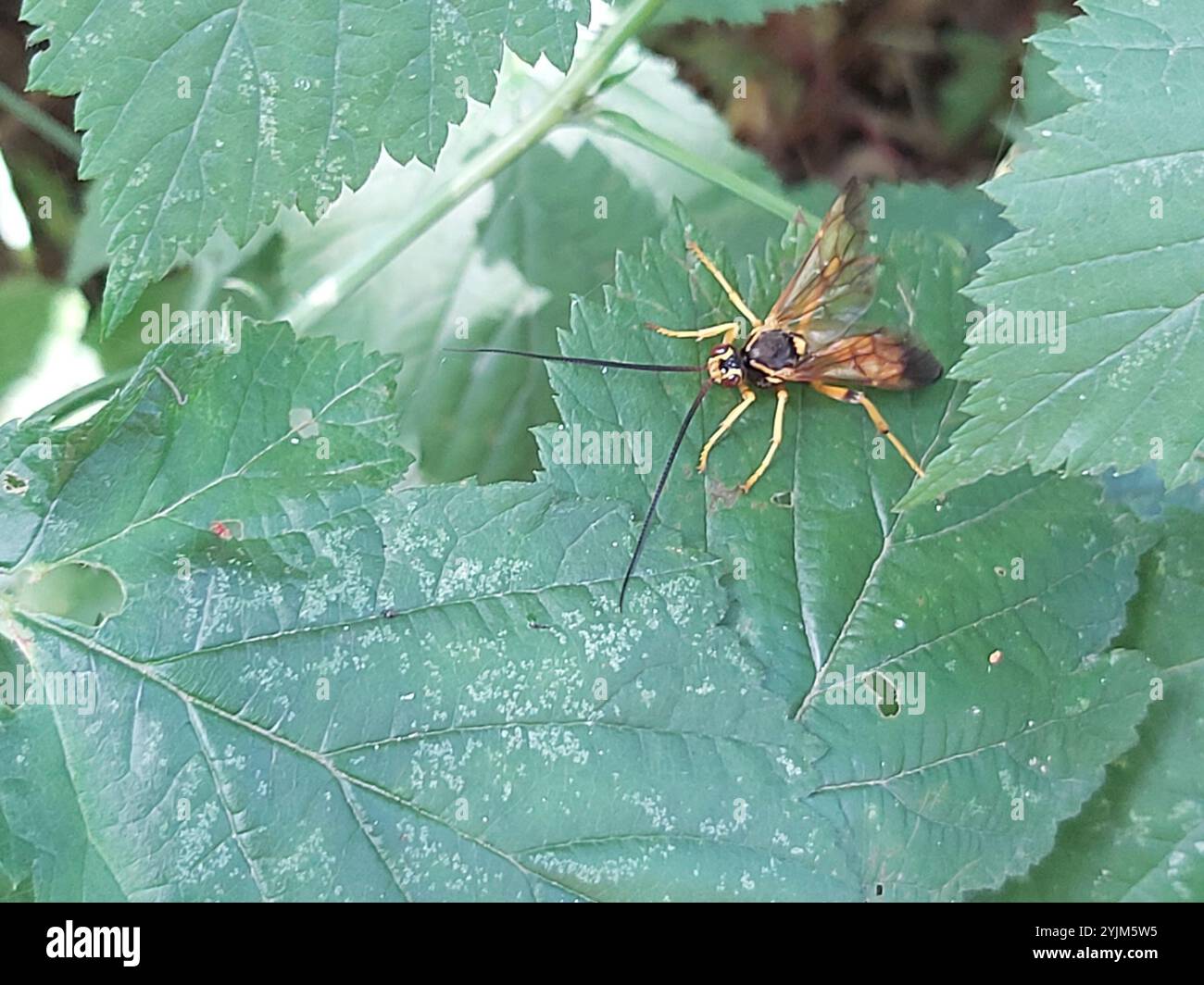 Ichneumonid Wasps (Ichneumonidae Stock Photo - Alamy