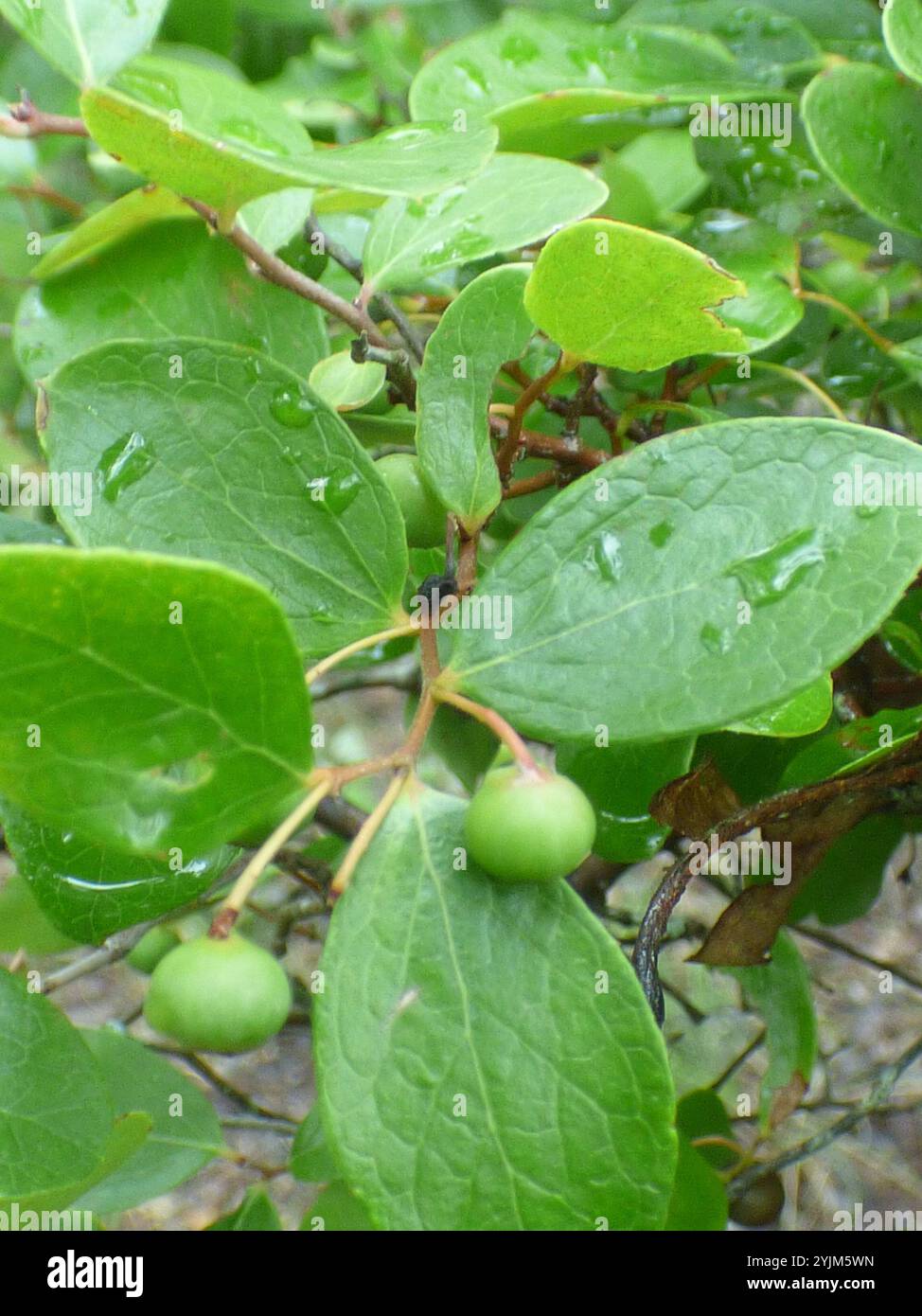 sparkleberry (Vaccinium arboreum Stock Photo - Alamy
