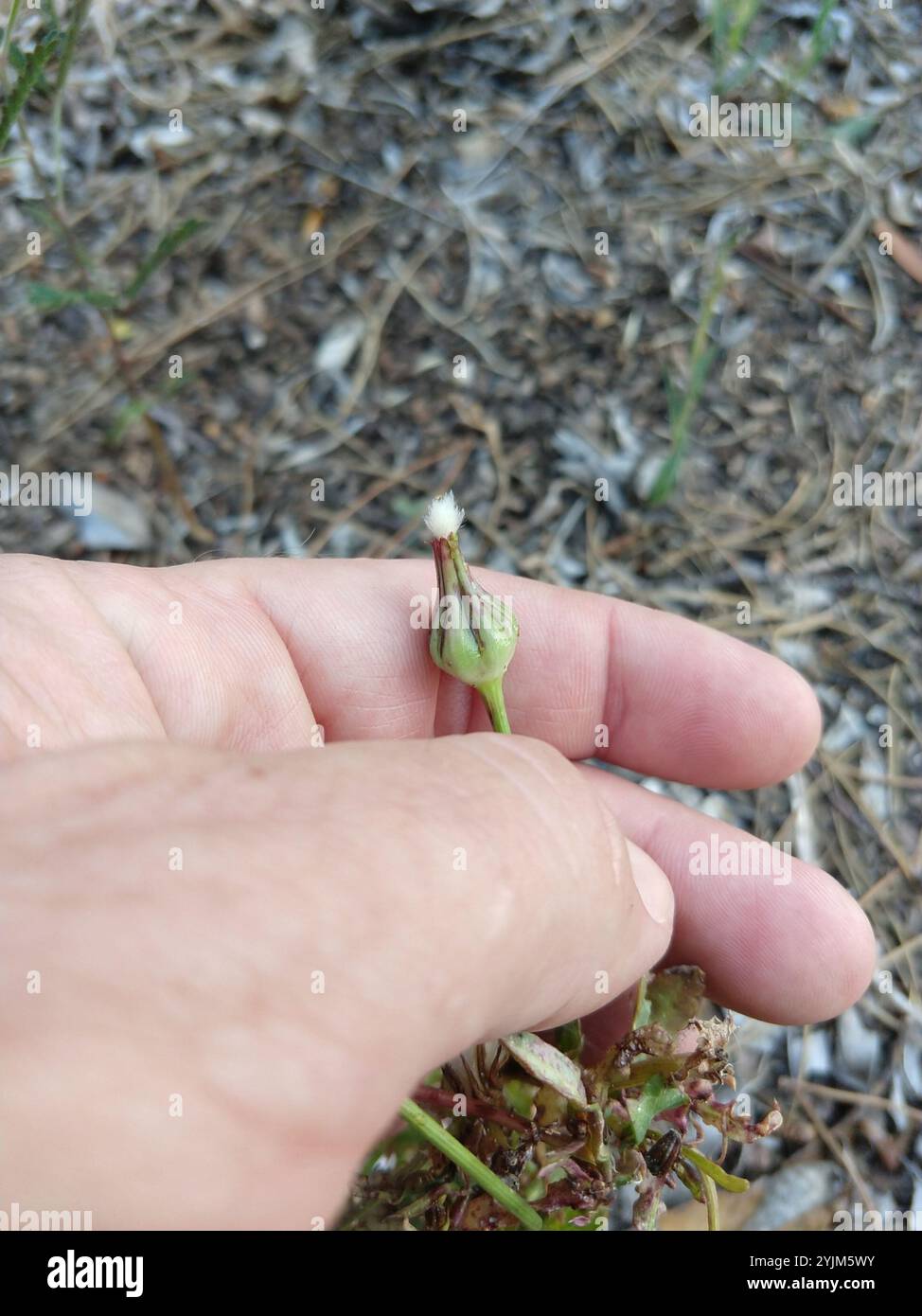 Urospermum picroides hi-res stock photography and images - Alamy