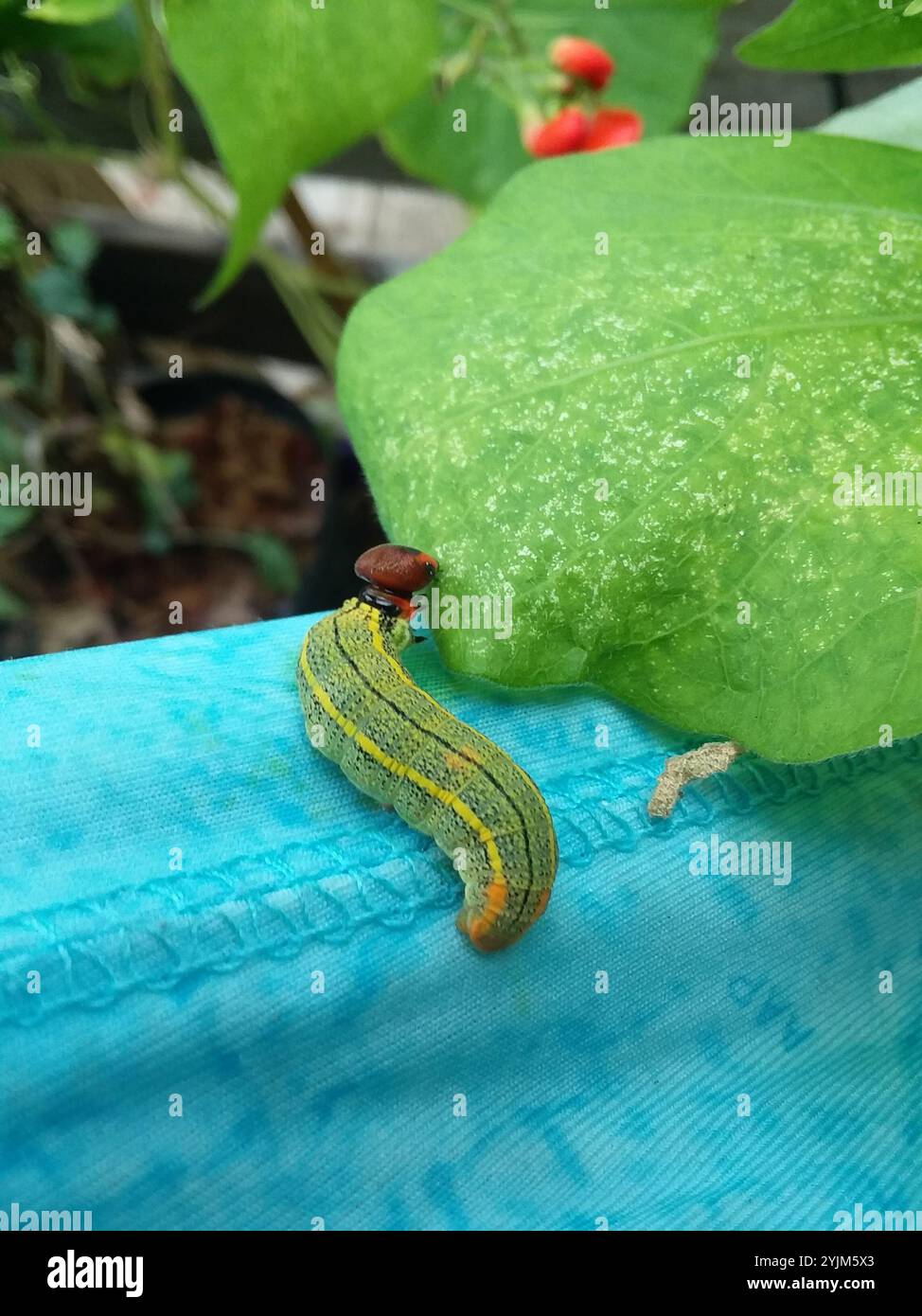 Long-tailed Skipper (Urbanus proteus Stock Photo - Alamy