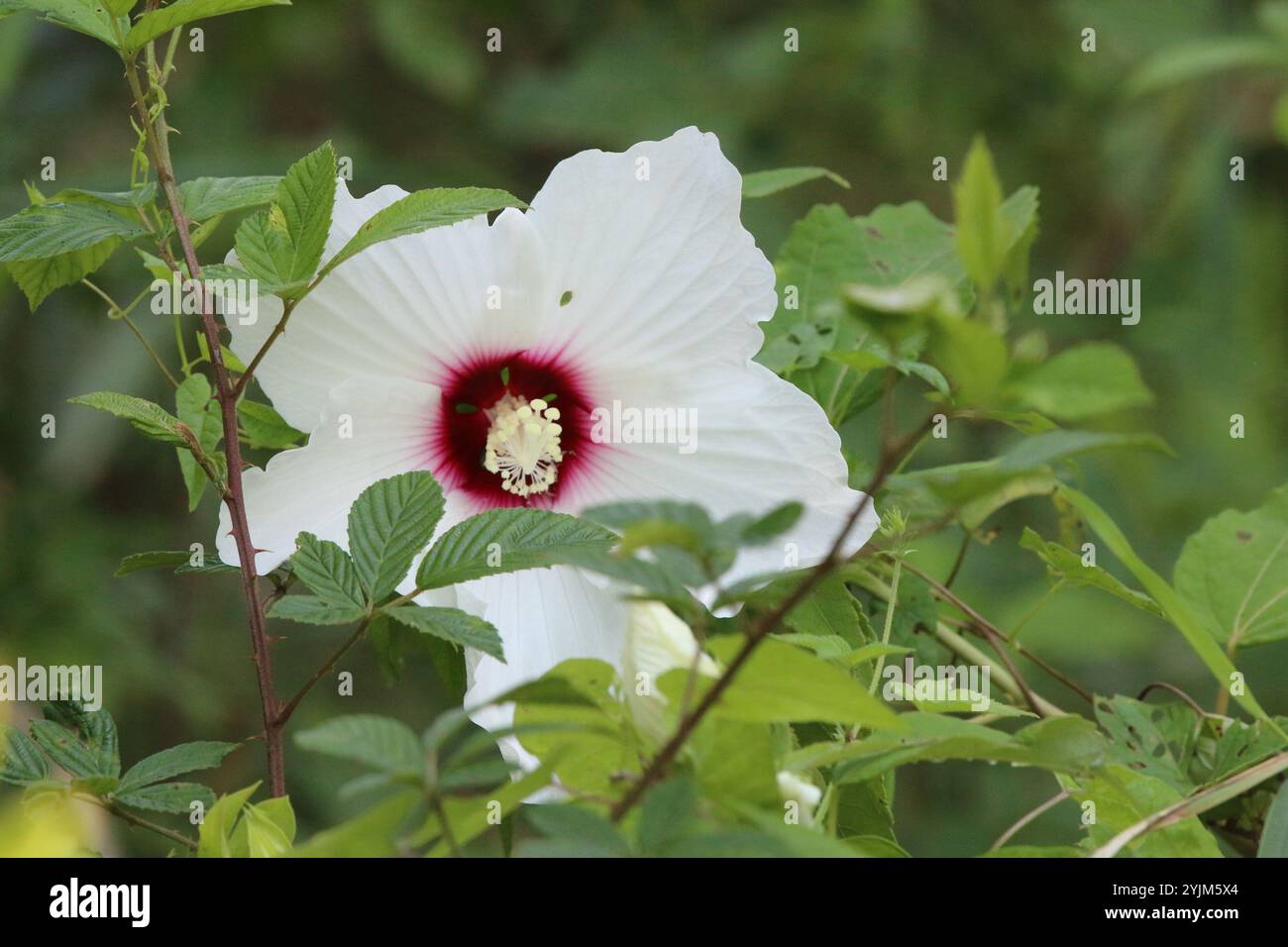 swamp rose mallow (Hibiscus moscheutos Stock Photo - Alamy