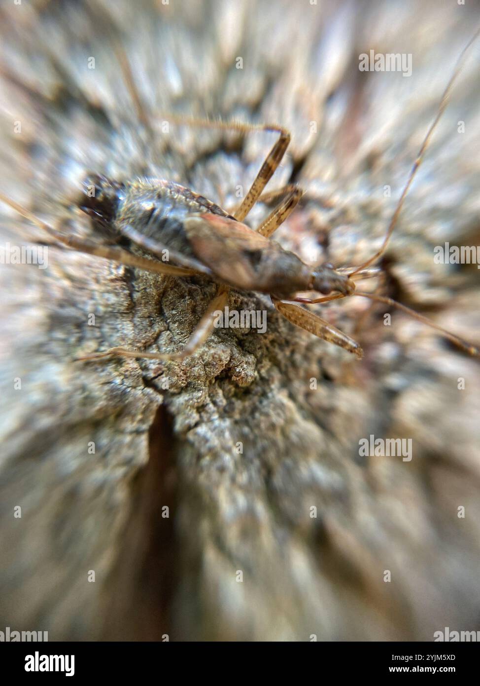 Tree Damsel Bug (Himacerus apterus Stock Photo - Alamy