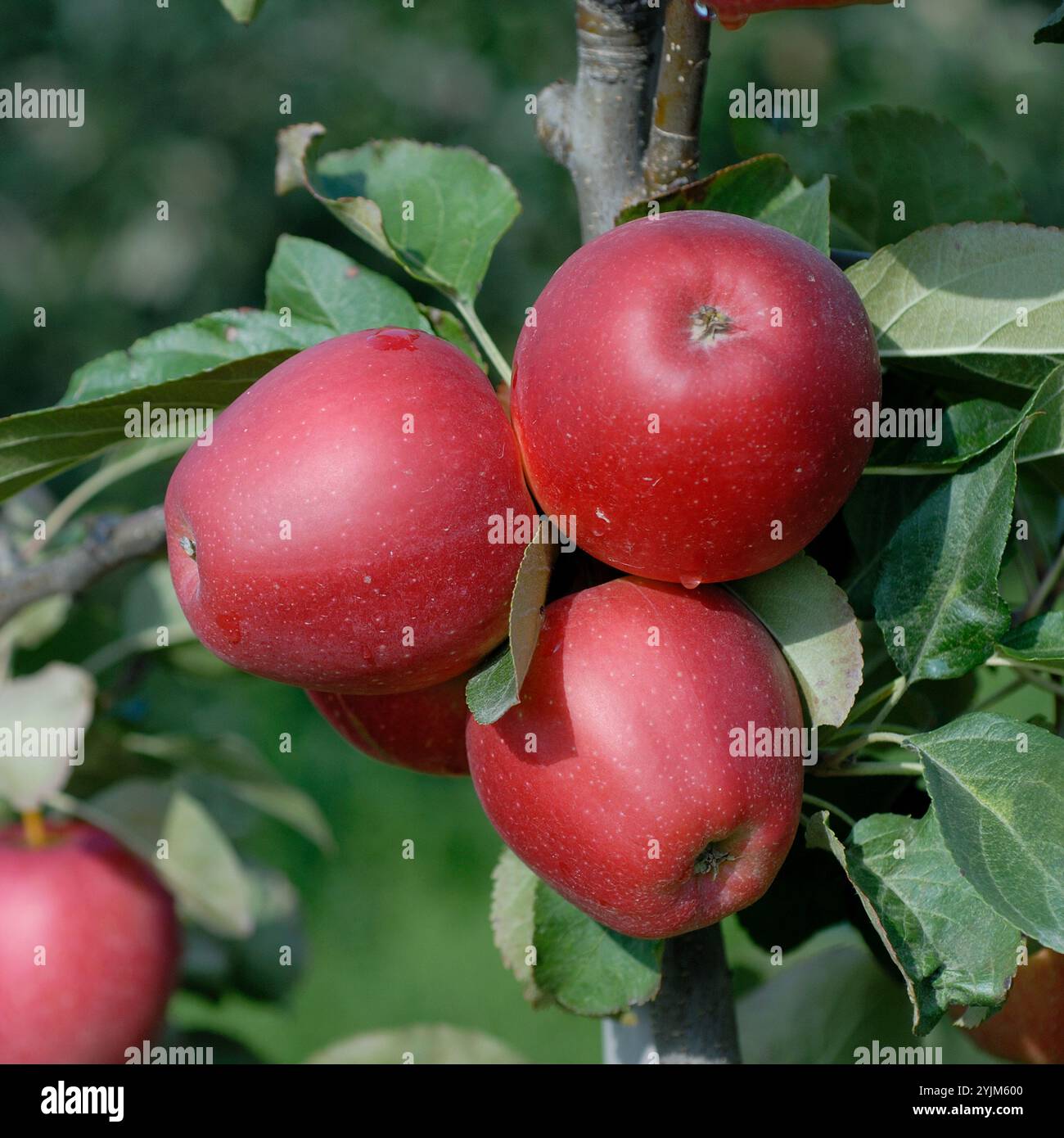 Variety satur hi-res stock photography and images - Alamy