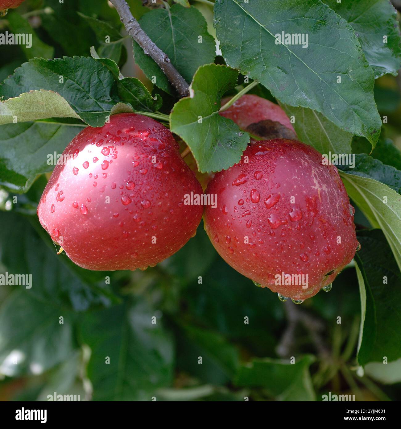 Apple tree malus domestica saturn hi-res stock photography and images ...