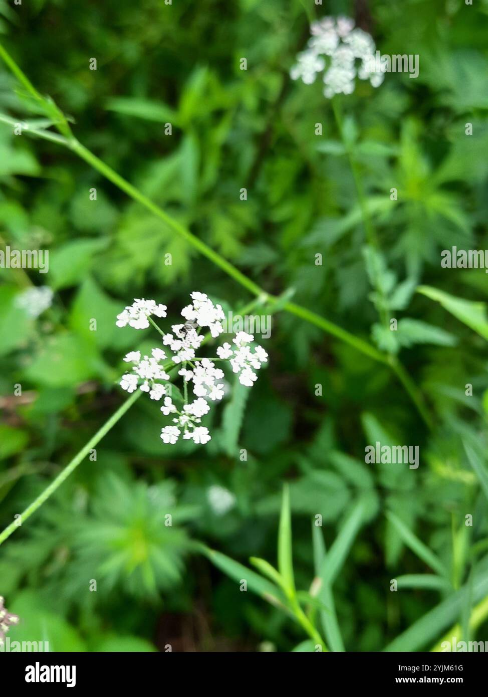 hedge parslies (Torilis Stock Photo - Alamy