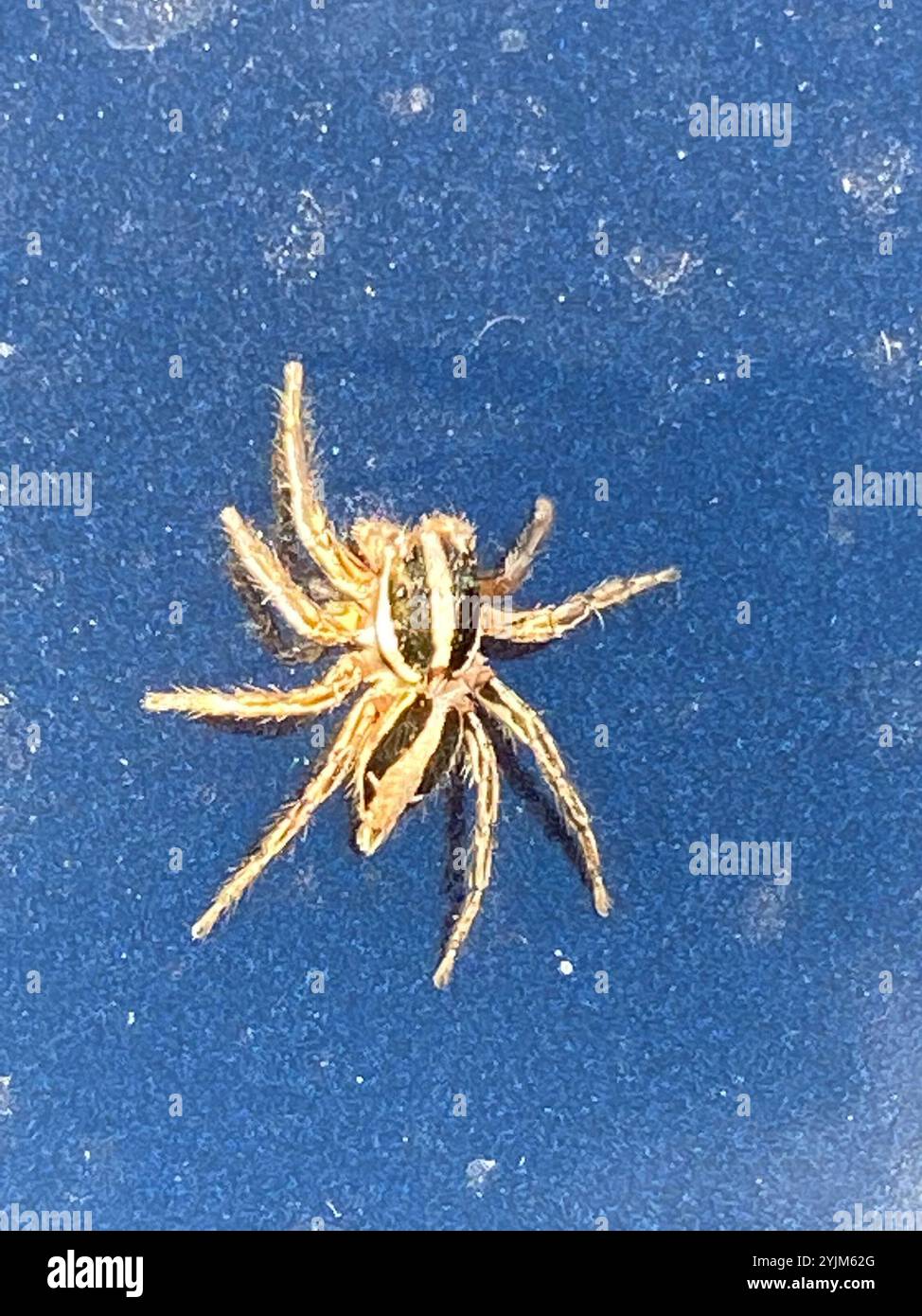 Pantropical Jumping Spider (Plexippus paykulli Stock Photo - Alamy