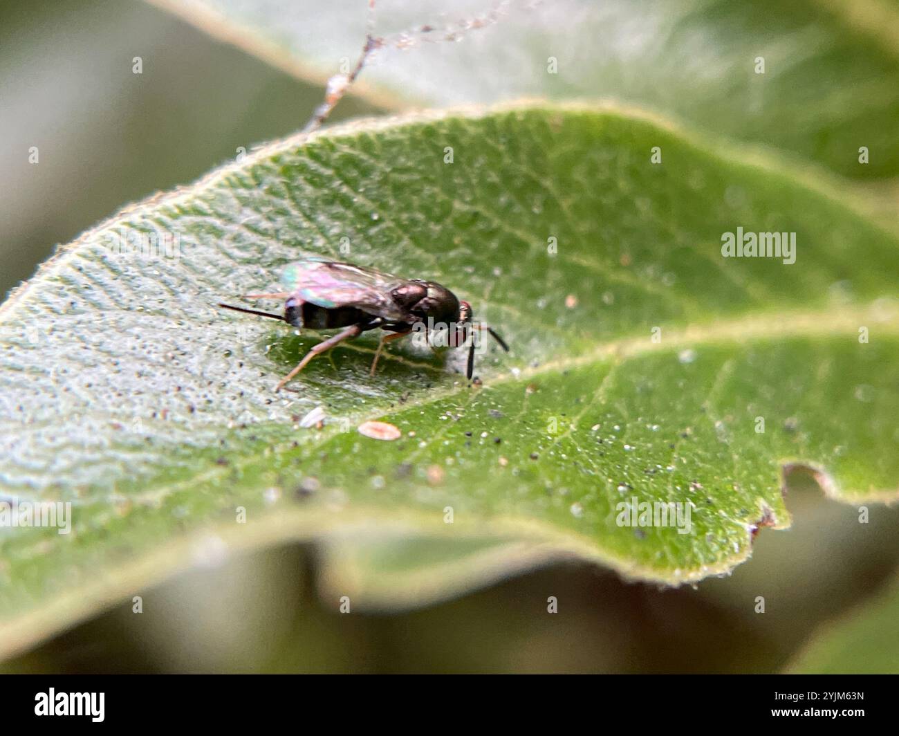 Chalcidoid Wasps (Chalcidoidea Stock Photo - Alamy