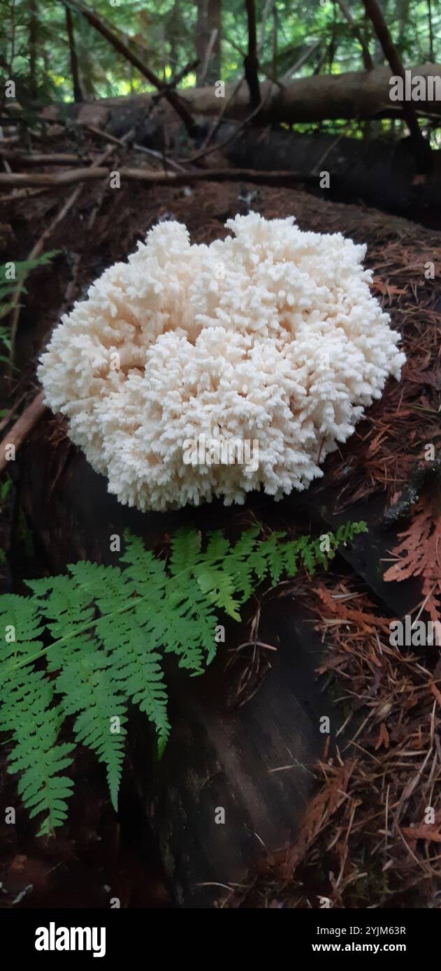 Coral tooth fungus (Hericium coralloides Stock Photo - Alamy