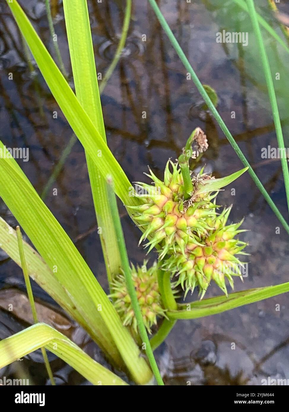 Sparganium emersum hi-res stock photography and images - Alamy