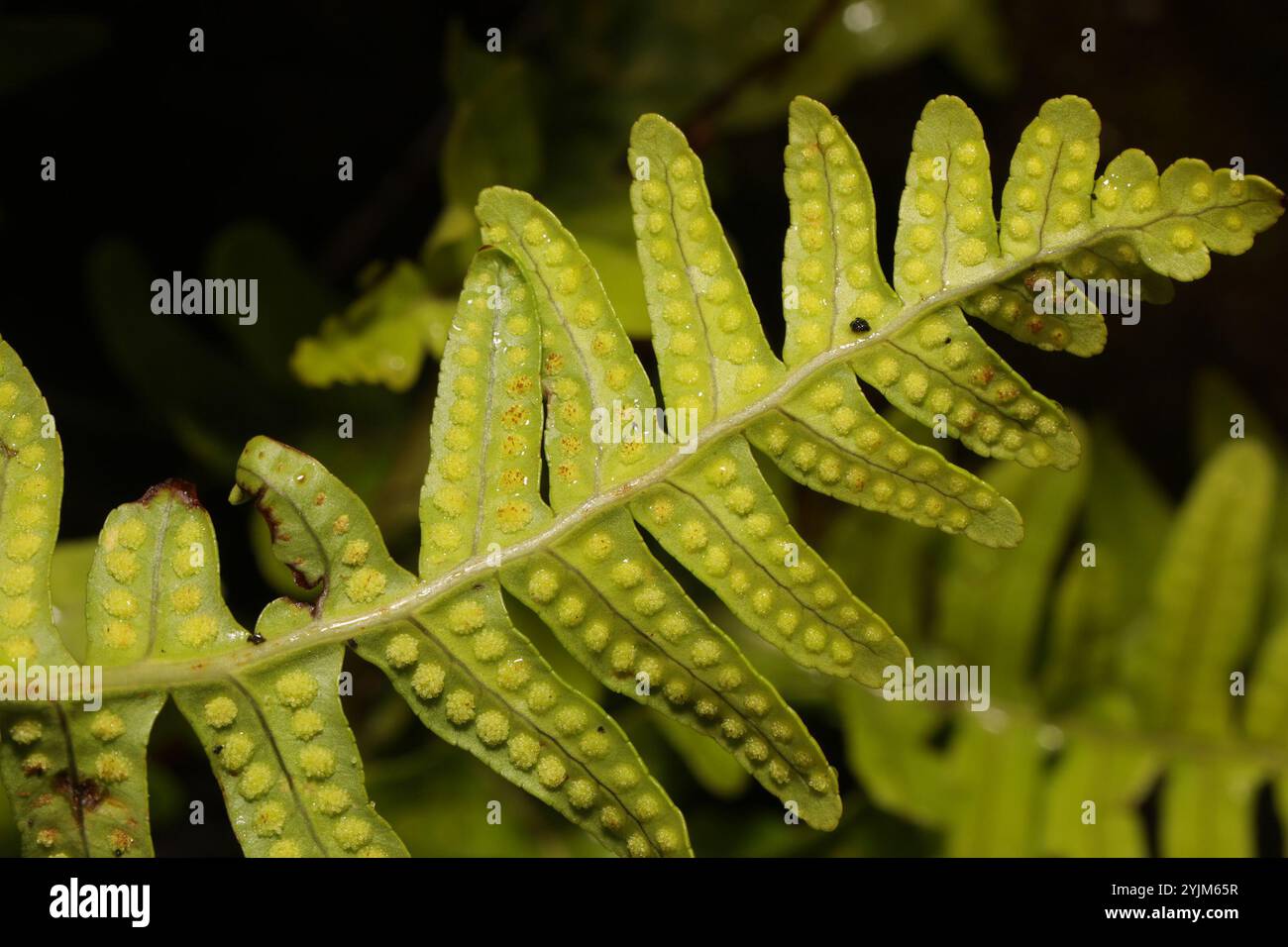 common polypody (Polypodium vulgare Stock Photo - Alamy