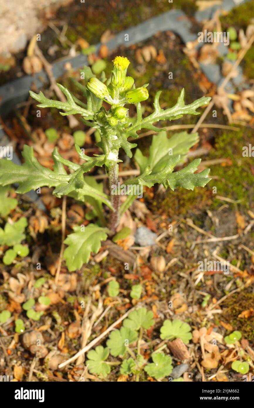 common groundsel (Senecio vulgaris Stock Photo - Alamy