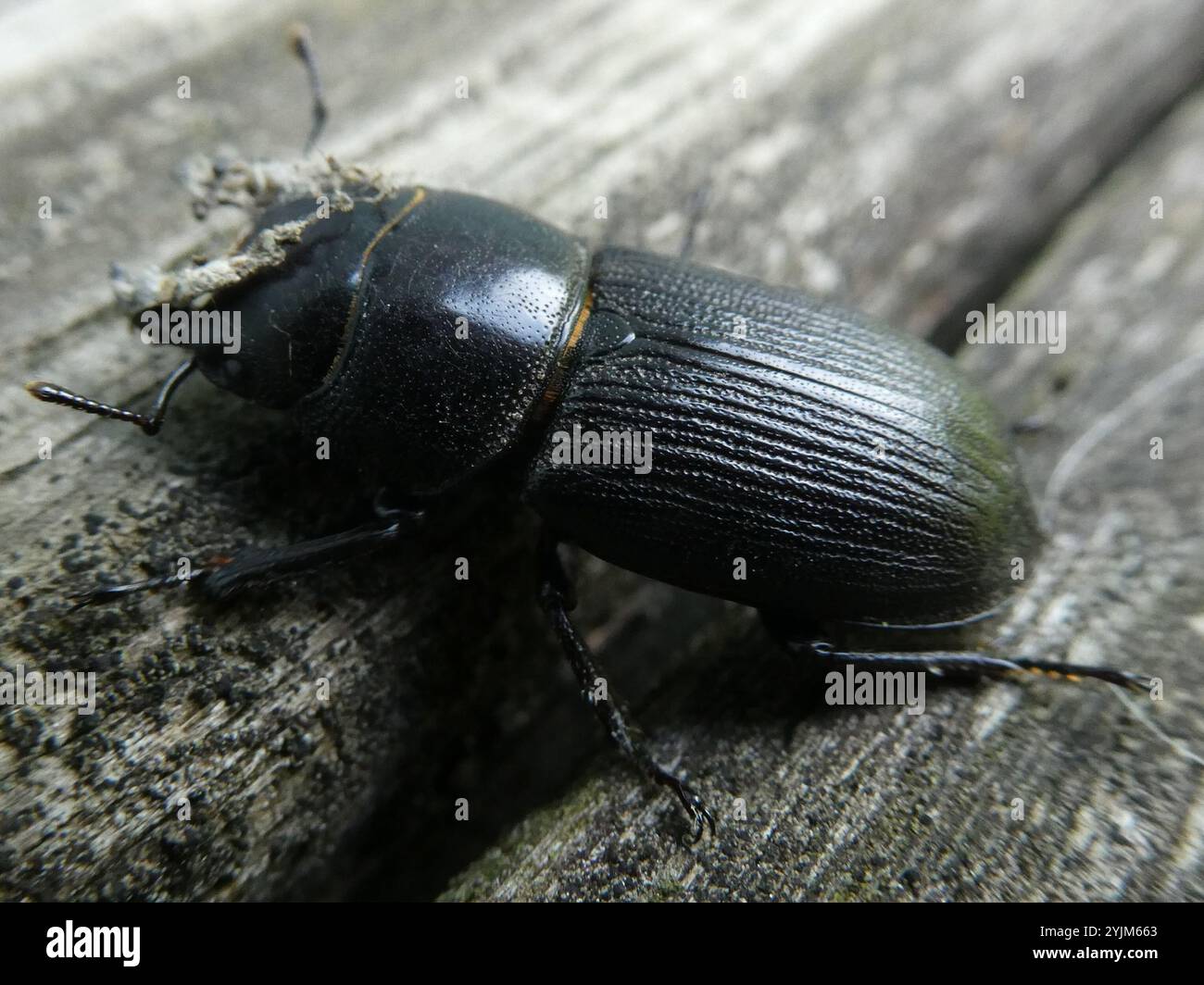 Antelope Beetle (Dorcus parallelus Stock Photo - Alamy