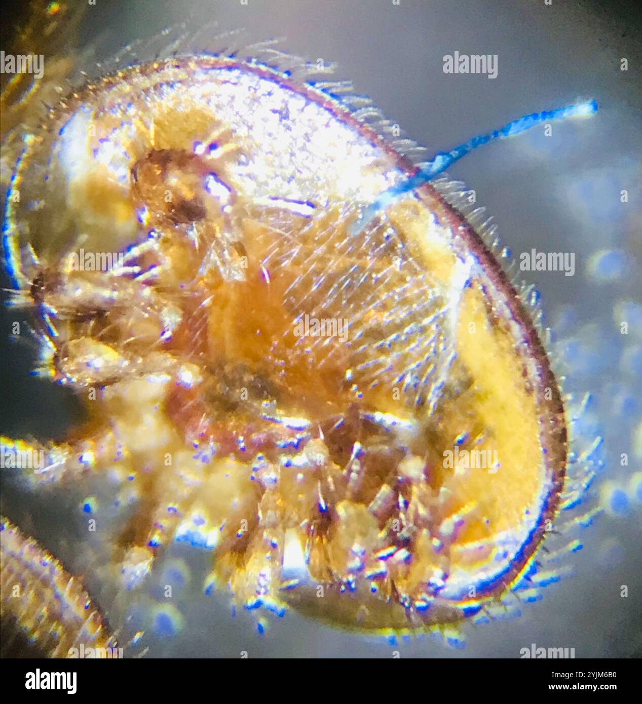 Varroa Mite (Varroa destructor Stock Photo - Alamy