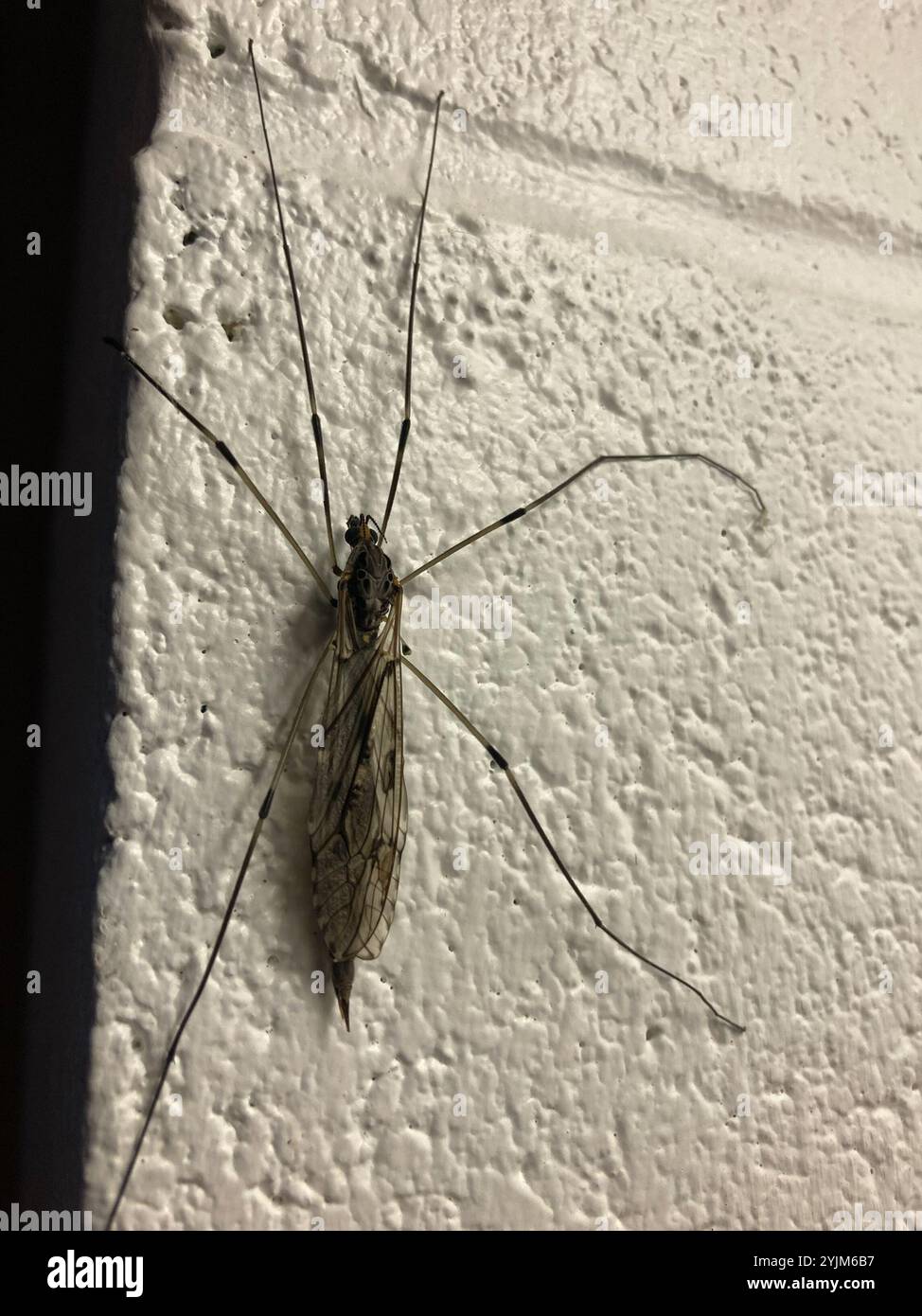Giant Crane Fly (Tipula abdominalis Stock Photo - Alamy