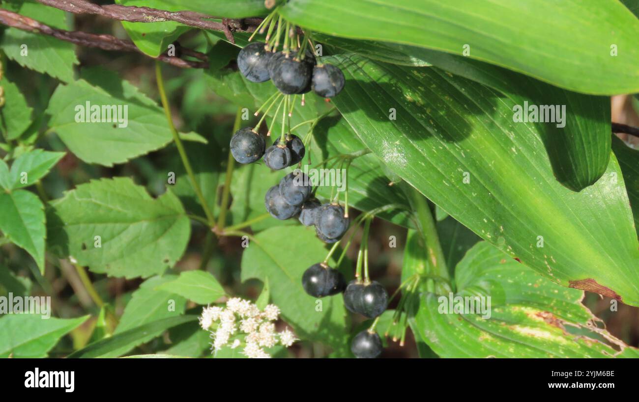 giant Solomon's seal (Polygonatum biflorum commutatum Stock Photo - Alamy