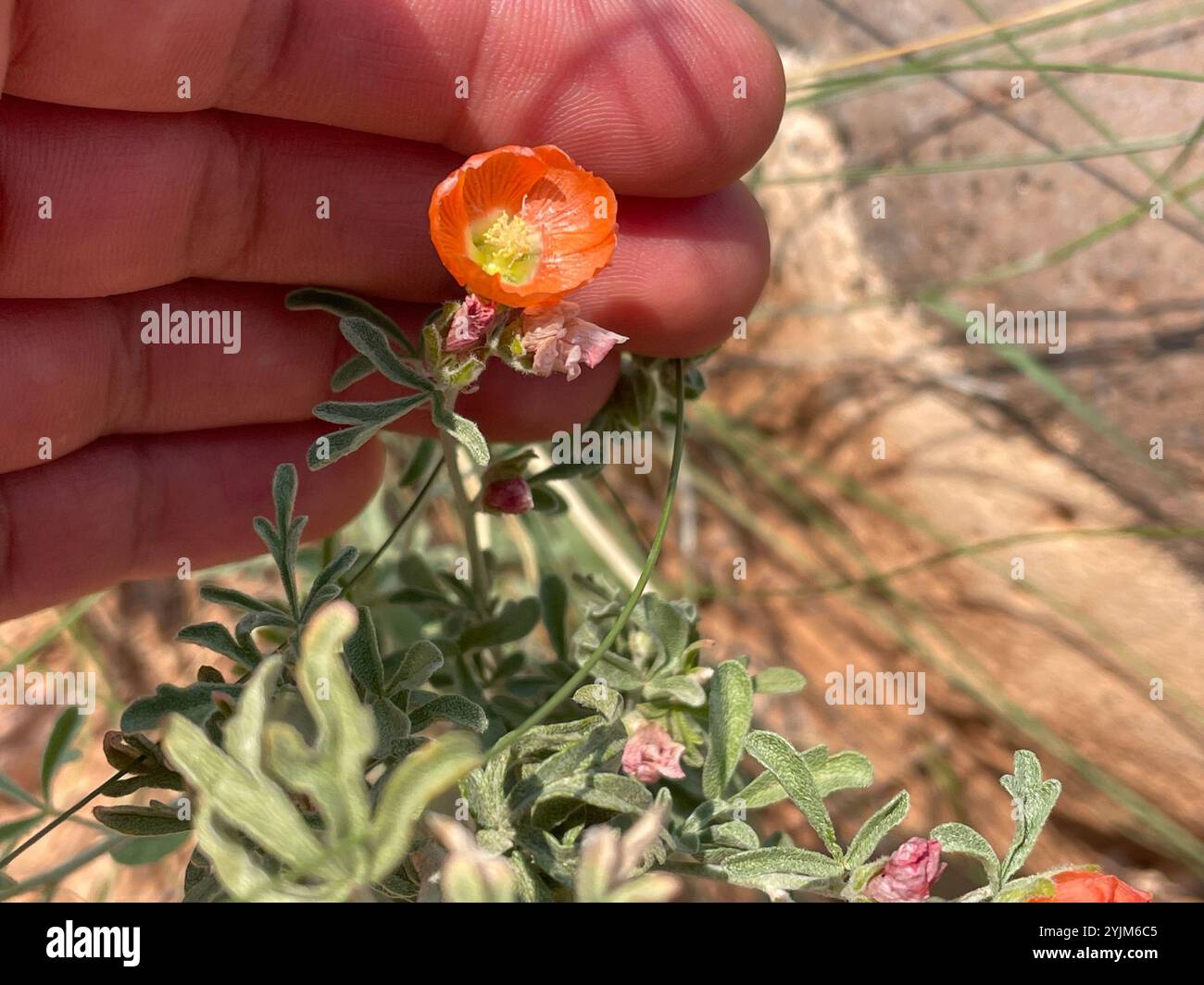 Scarlet Globemallow (Sphaeralcea coccinea Stock Photo - Alamy