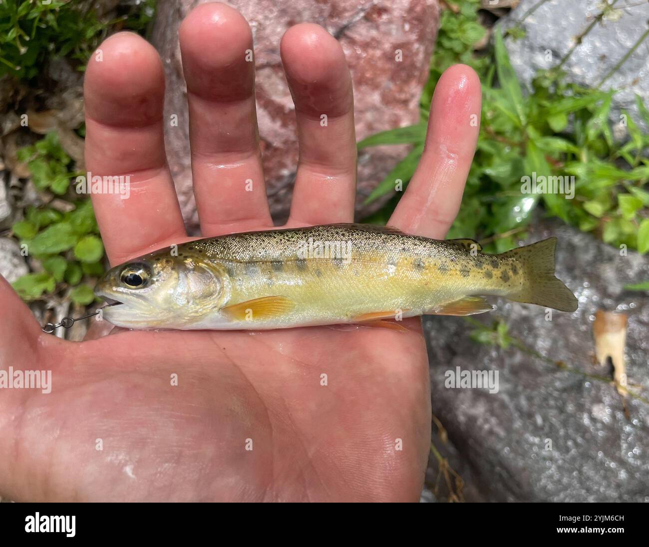 Gila trout hi-res stock photography and images - Alamy