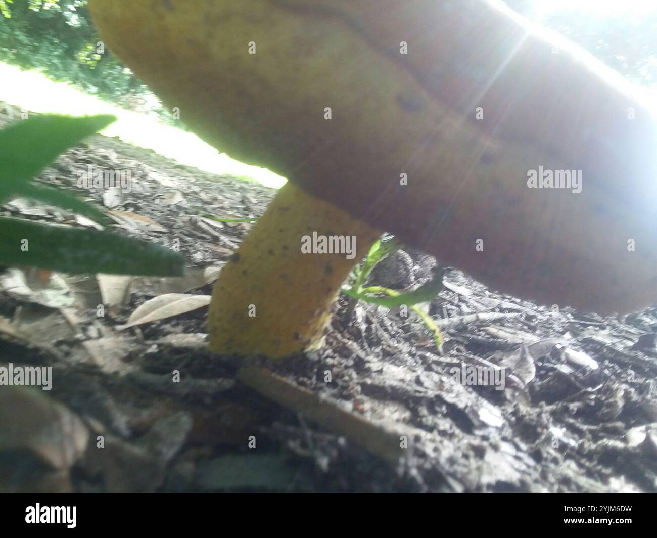 Ornate-stalked bolete (Retiboletus ornatipes Stock Photo - Alamy