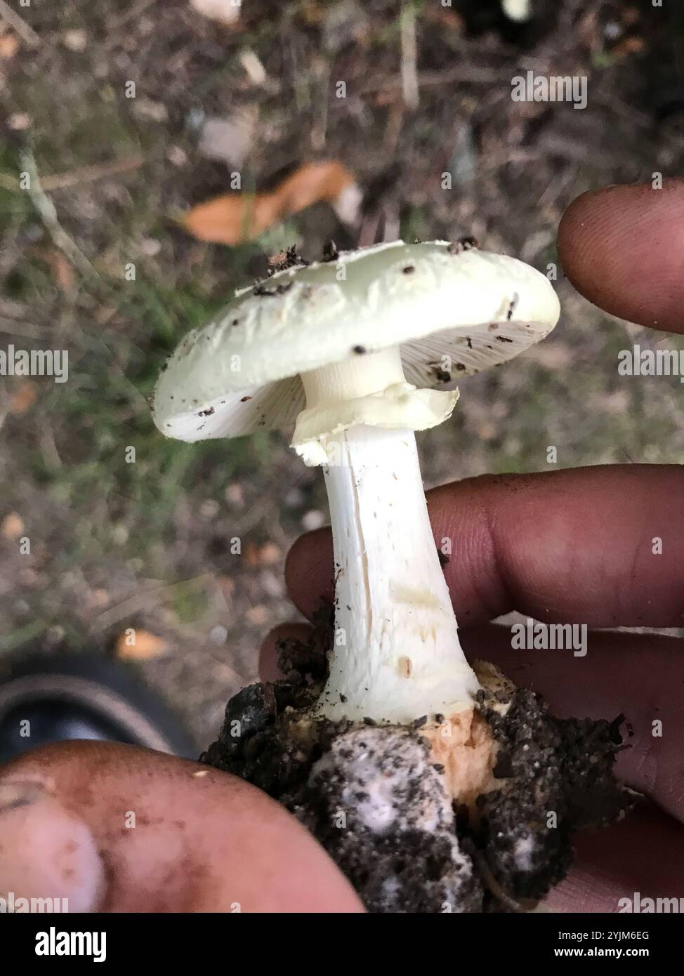 False Death-cap (Amanita citrina Stock Photo - Alamy