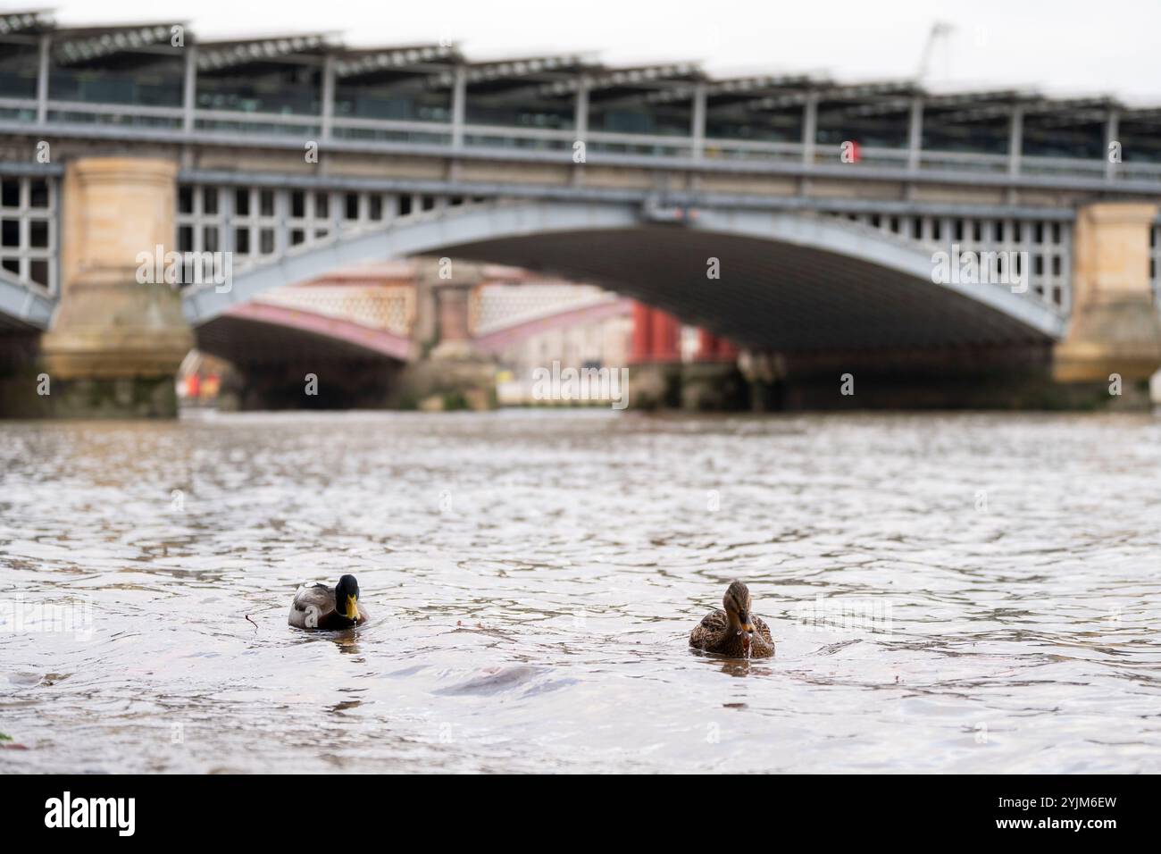 Ducks on the River Thames in London. Picture date: Friday November 15 ...