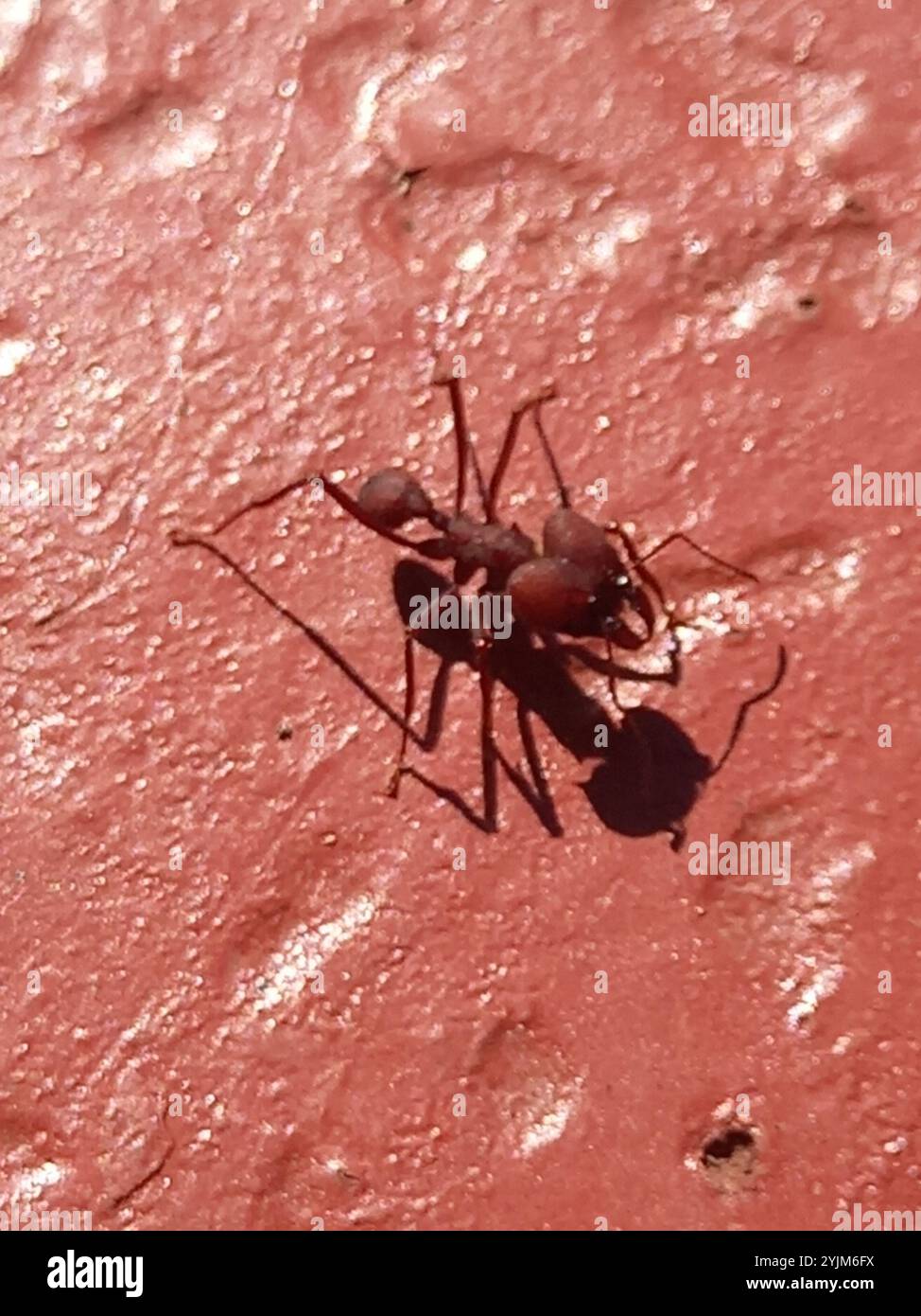 Atta Leaf-cutter Ants (Atta Stock Photo - Alamy