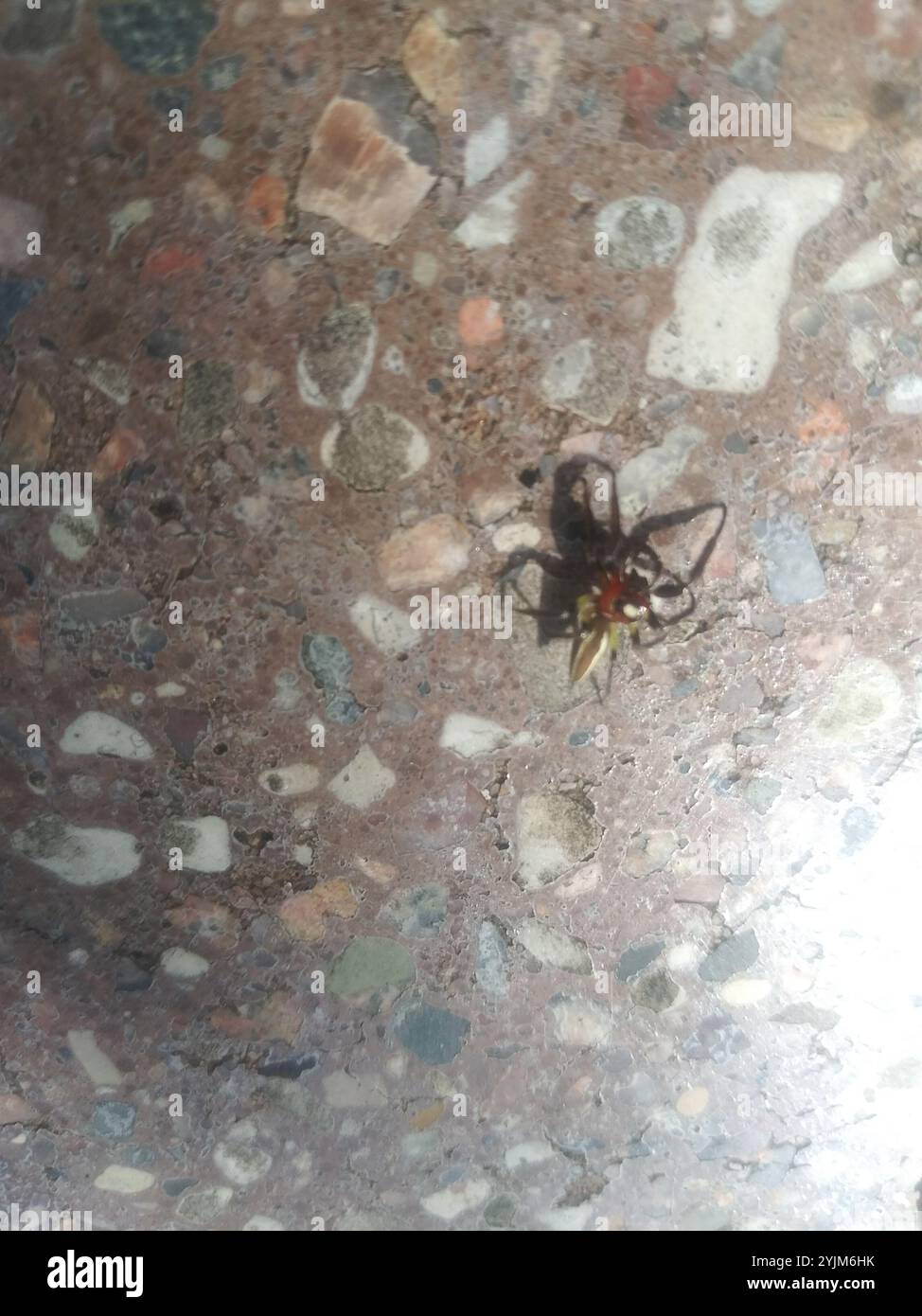 Sylvan Jumping Spider (Colonus sylvanus Stock Photo - Alamy