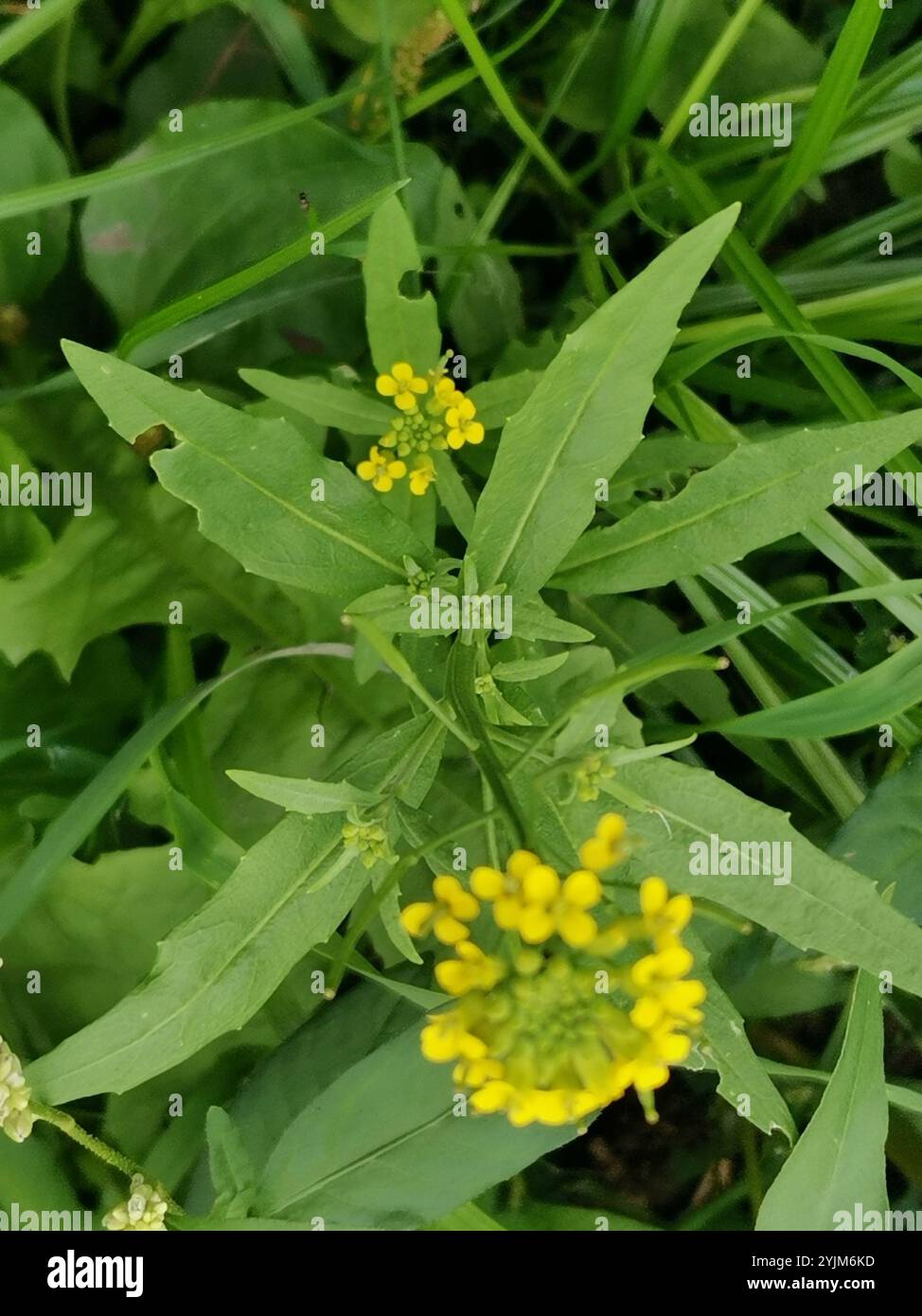 wormseed wallflower (Erysimum cheiranthoides Stock Photo - Alamy