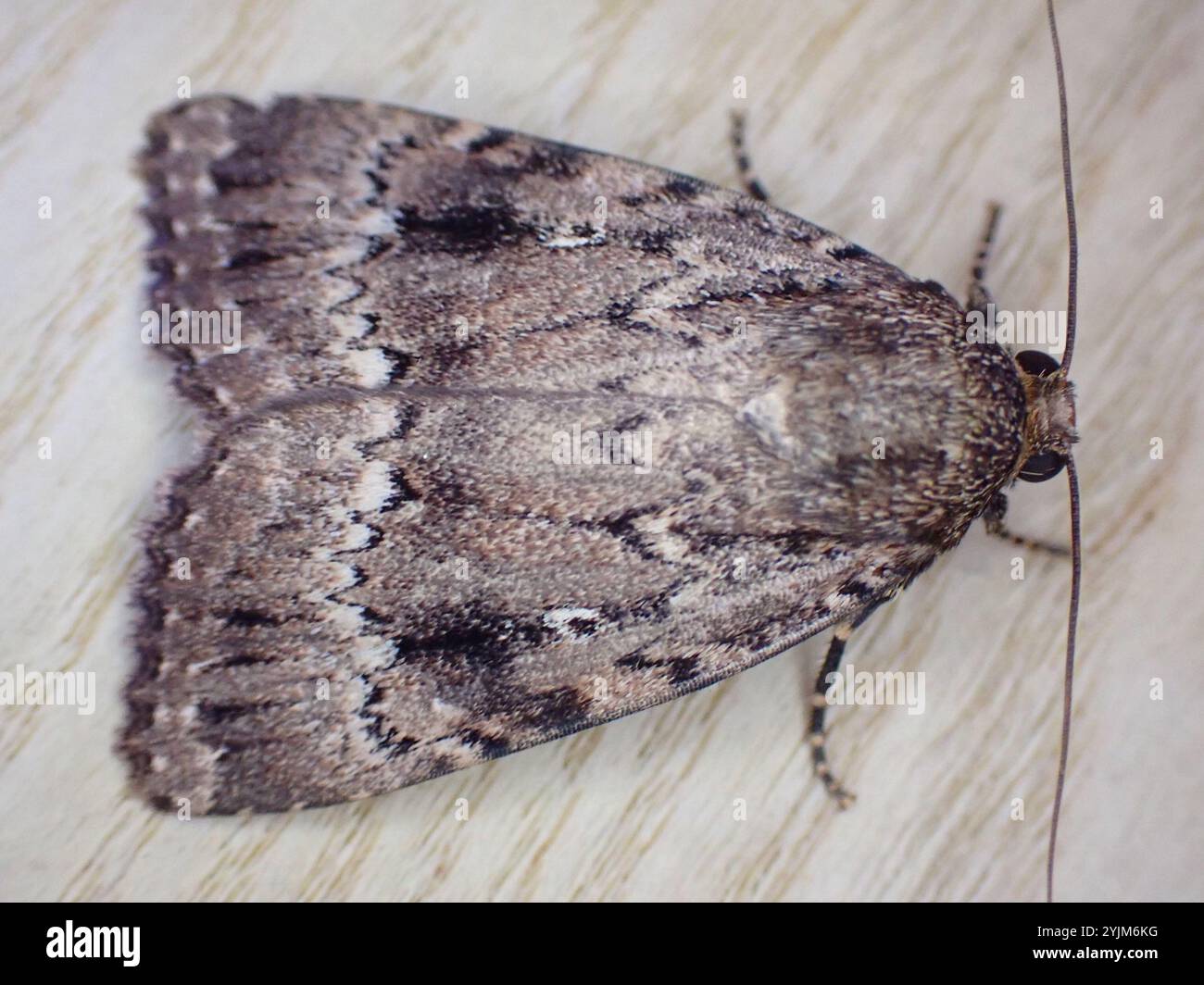 Eurasian Copper Underwing (Amphipyra pyramidea Stock Photo - Alamy