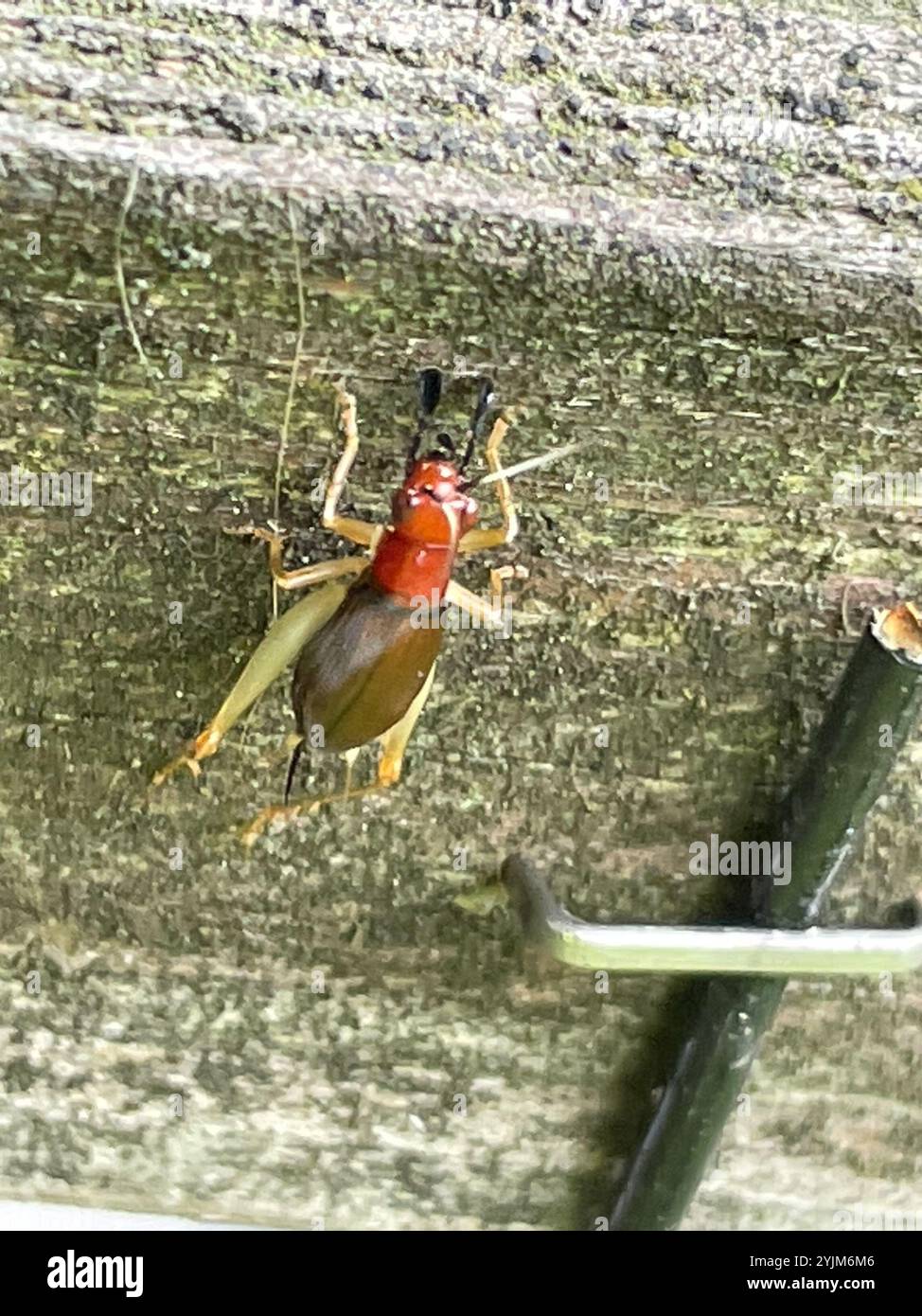 Red headed bush cricket hi-res stock photography and images - Alamy