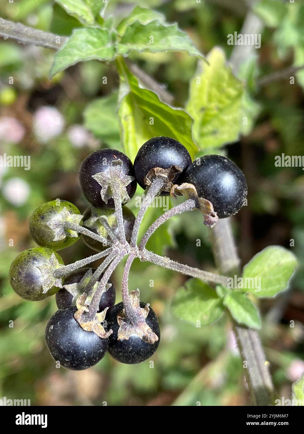 greenspot nightshade (Solanum douglasii Stock Photo - Alamy
