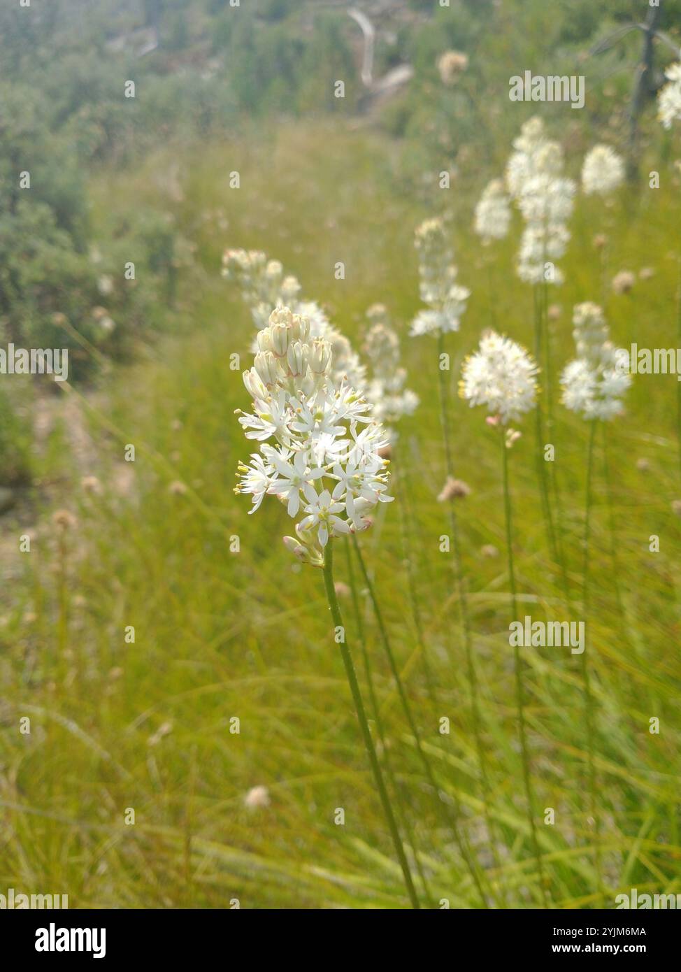 western false asphodel (Triantha occidentalis Stock Photo - Alamy