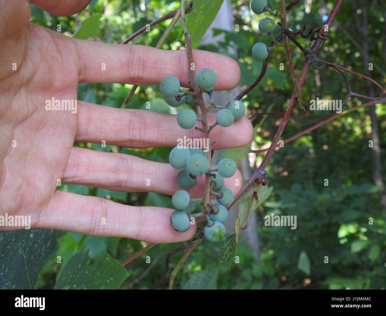 graybark grape (Vitis cinerea Stock Photo - Alamy