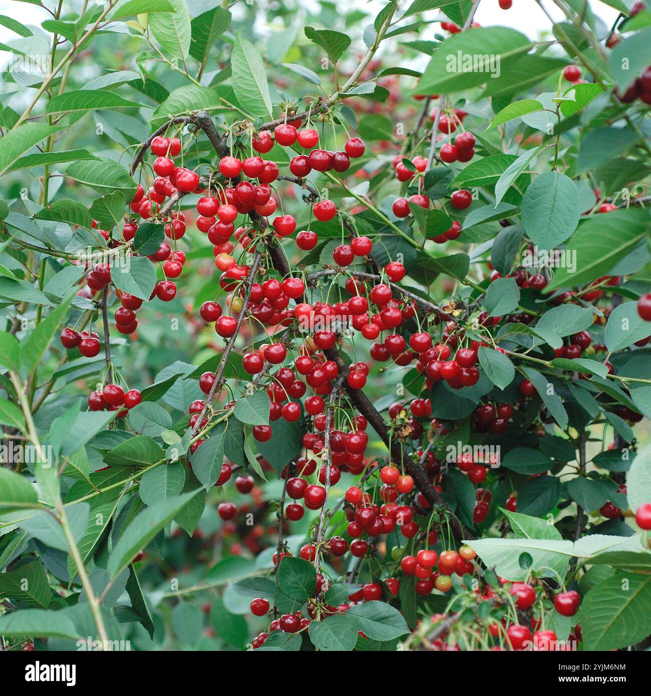 Prunus cerasus Scharö Stock Photo - Alamy