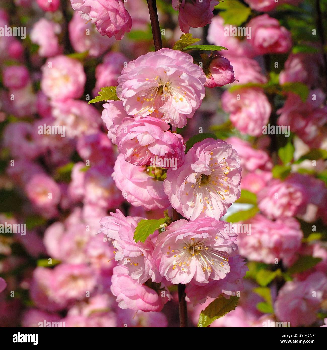 Prunus triloba strauch hi-res stock photography and images - Alamy
