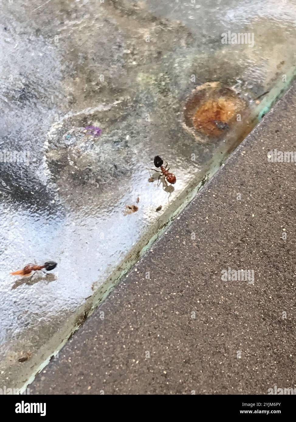 Shiny Acrobat Ant (Crematogaster laeviuscula Stock Photo - Alamy