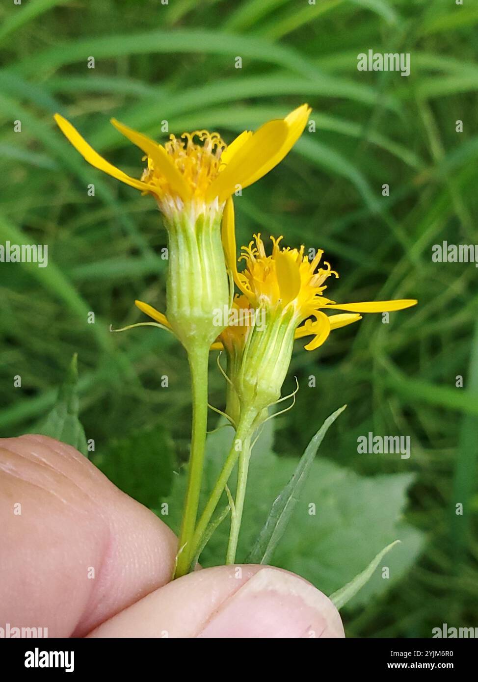 Arrowleaf Senecio (Senecio triangularis Stock Photo - Alamy