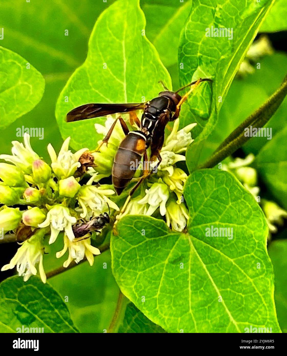 Northern Paper Wasp (Polistes fuscatus Stock Photo - Alamy