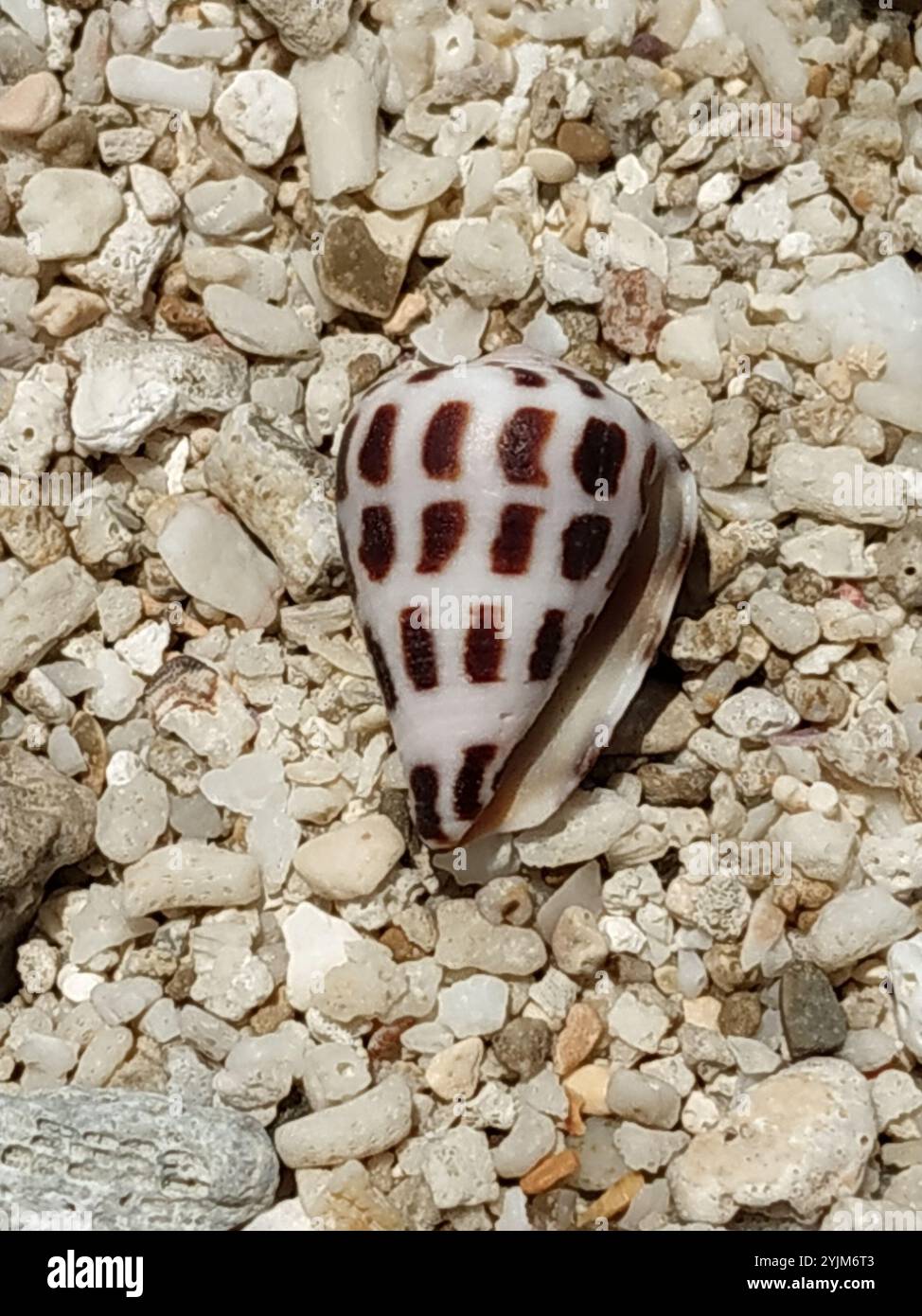 Black-and-white Cone Snail (Conus ebraeus Stock Photo - Alamy