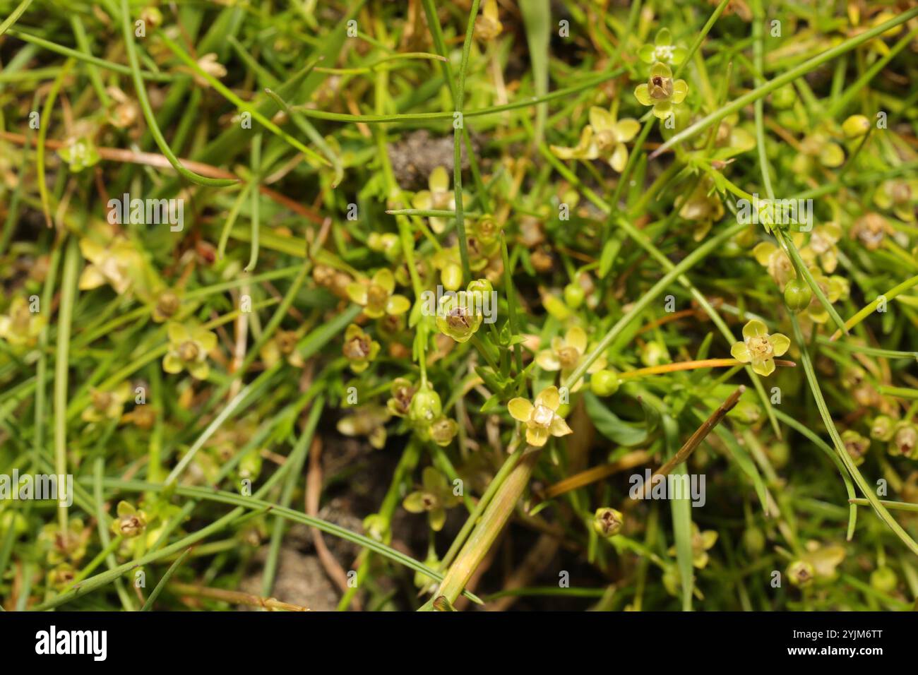 Procumbent Pearlwort (Sagina procumbens Stock Photo - Alamy