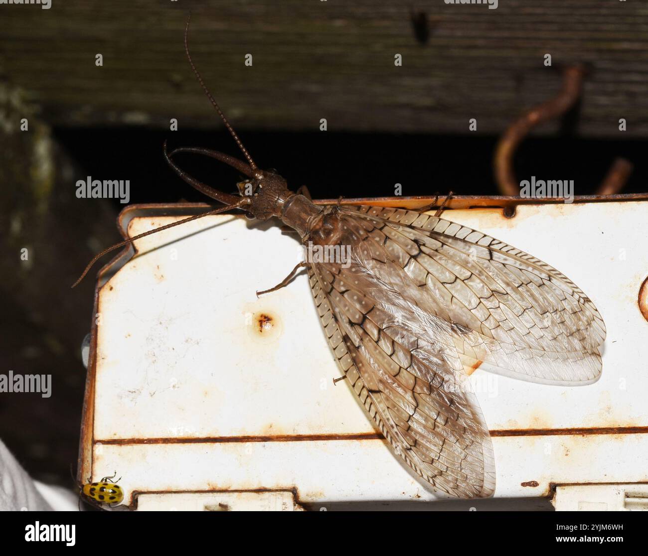 Eastern Dobsonfly (Corydalus cornutus Stock Photo - Alamy