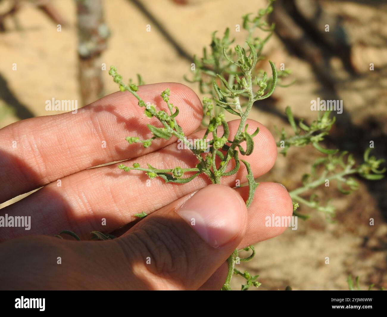 Winged pigweed hi-res stock photography and images - Alamy