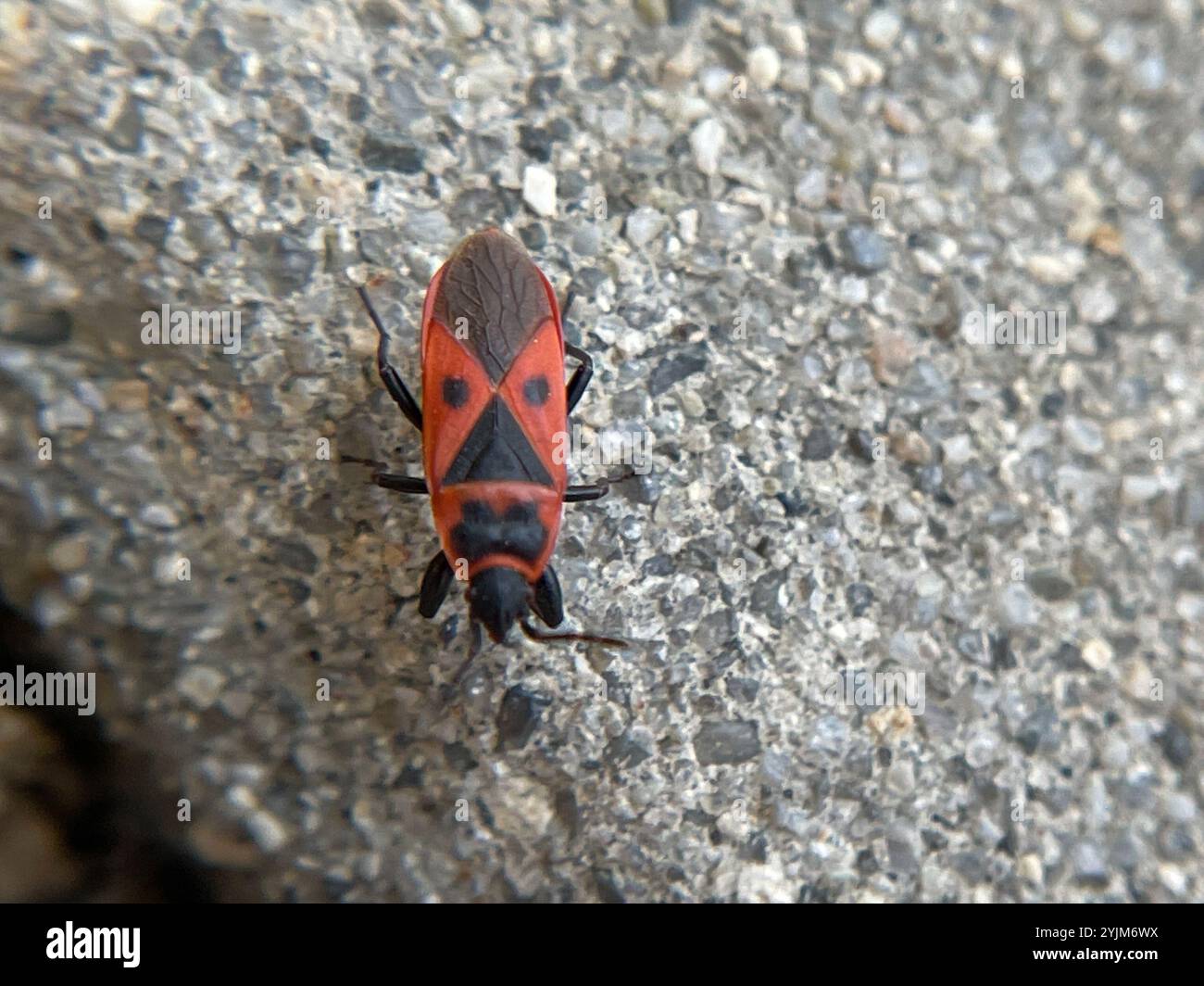 Mediterranean red bug (Scantius aegyptius Stock Photo - Alamy