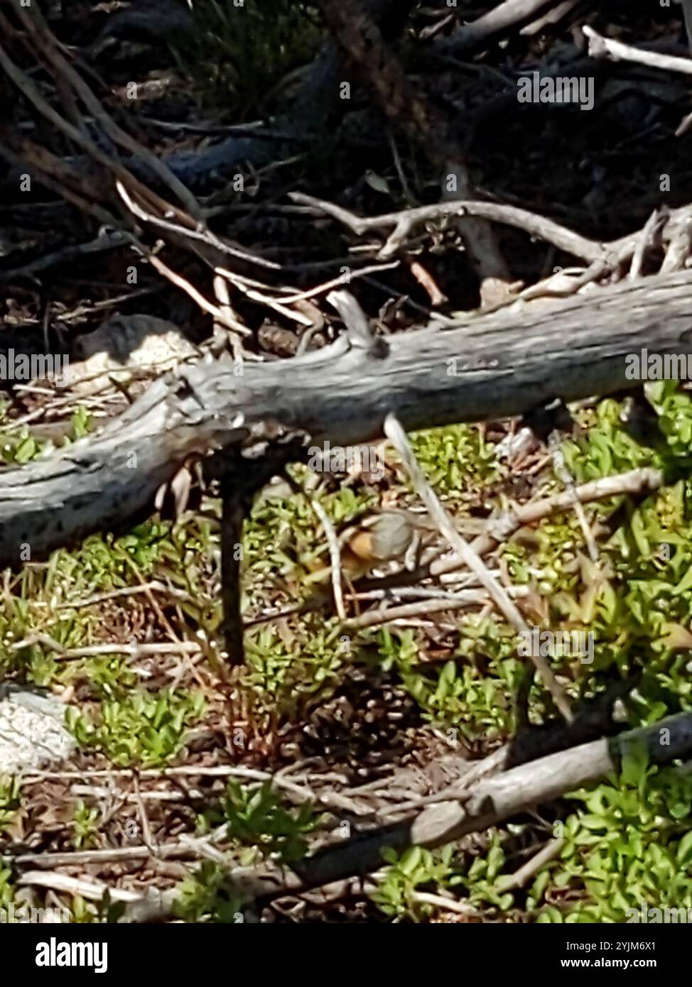 Least Chipmunk (Neotamias minimus Stock Photo - Alamy