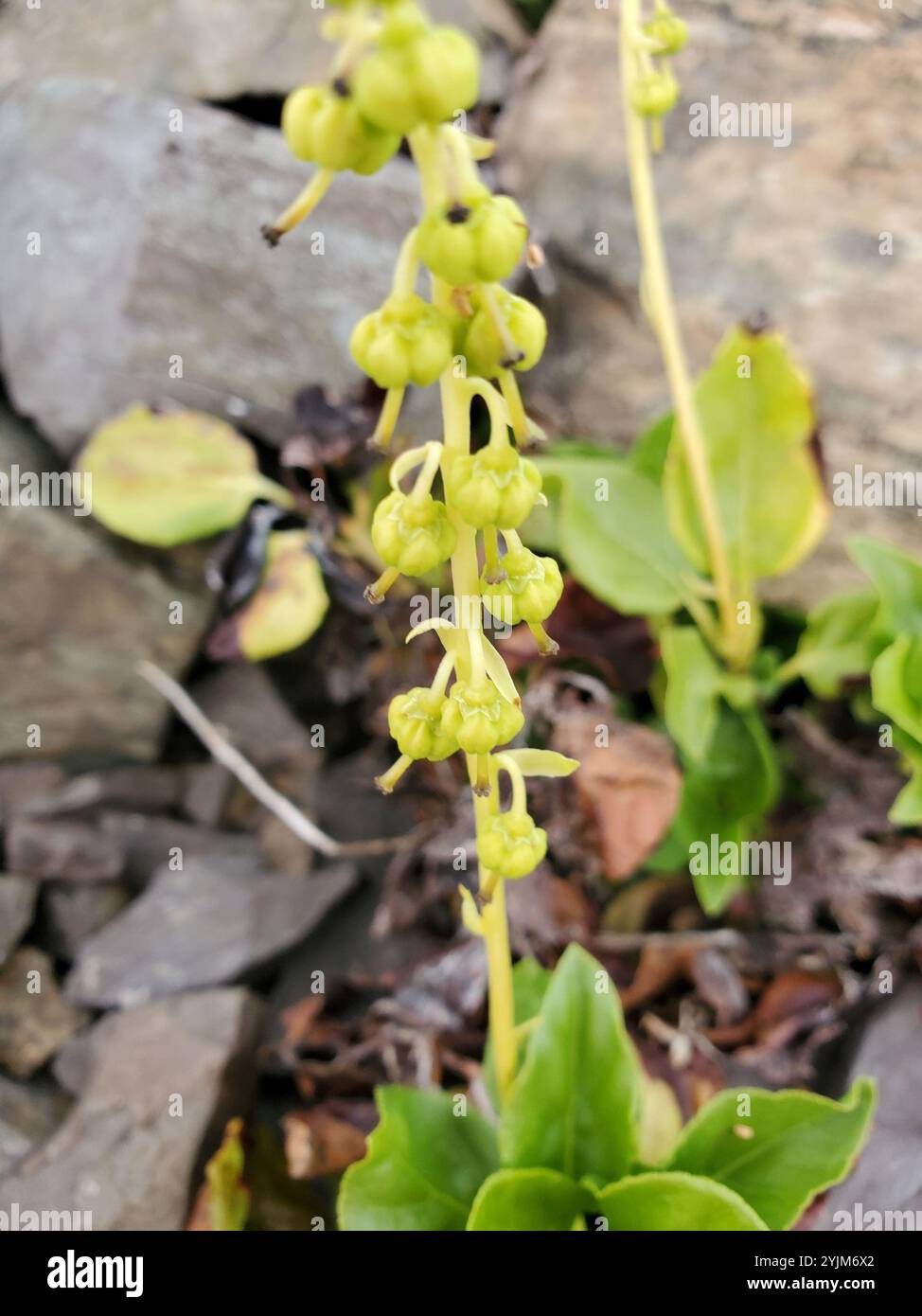 one-sided wintergreen (Orthilia secunda Stock Photo - Alamy
