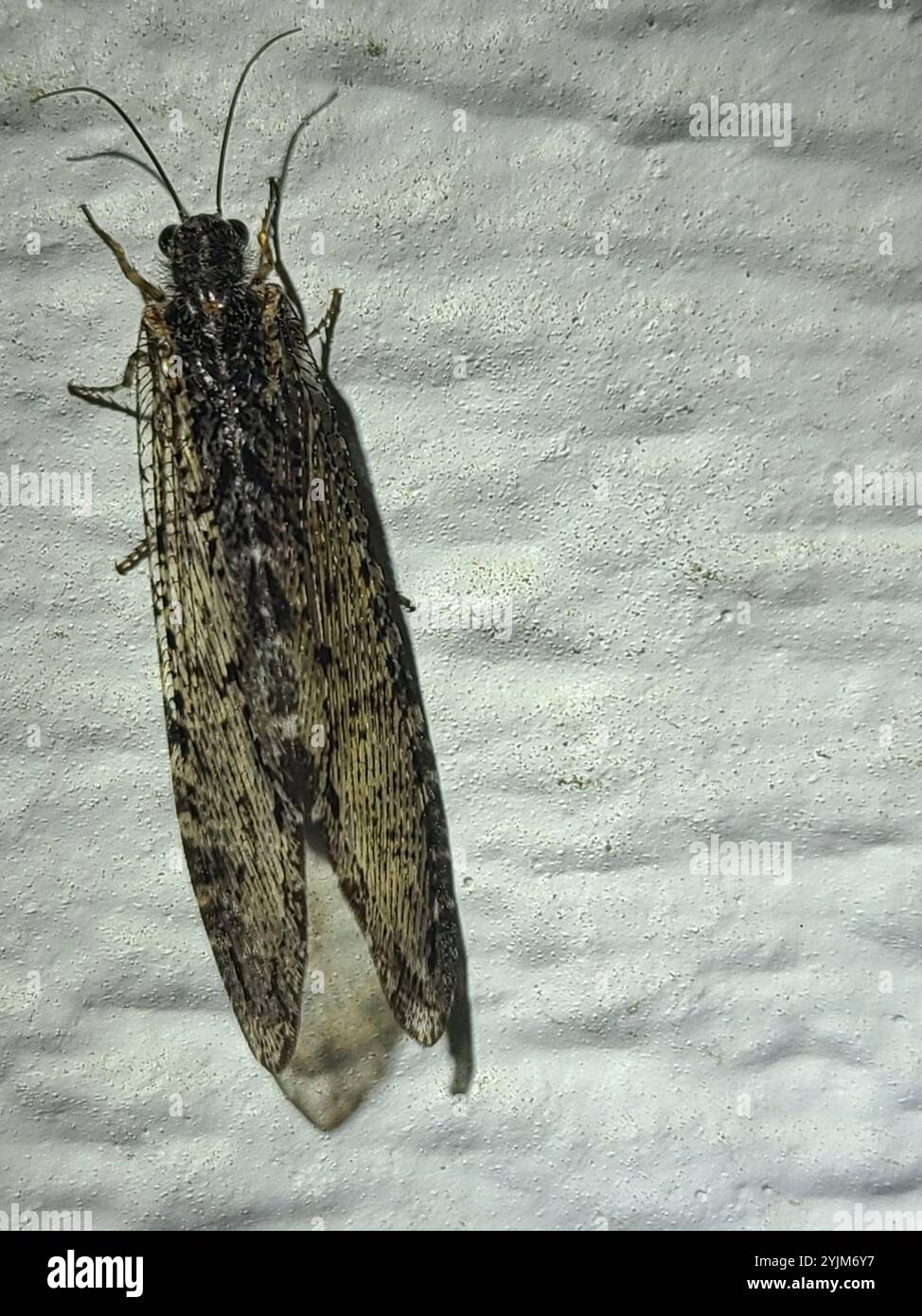Giant Lacewing (Polystoechotes punctata Stock Photo - Alamy