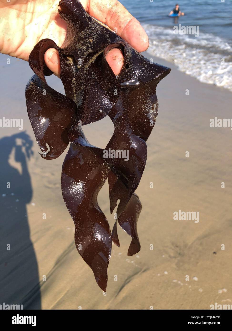 Iridescent Algae (Mazzaella Stock Photo - Alamy