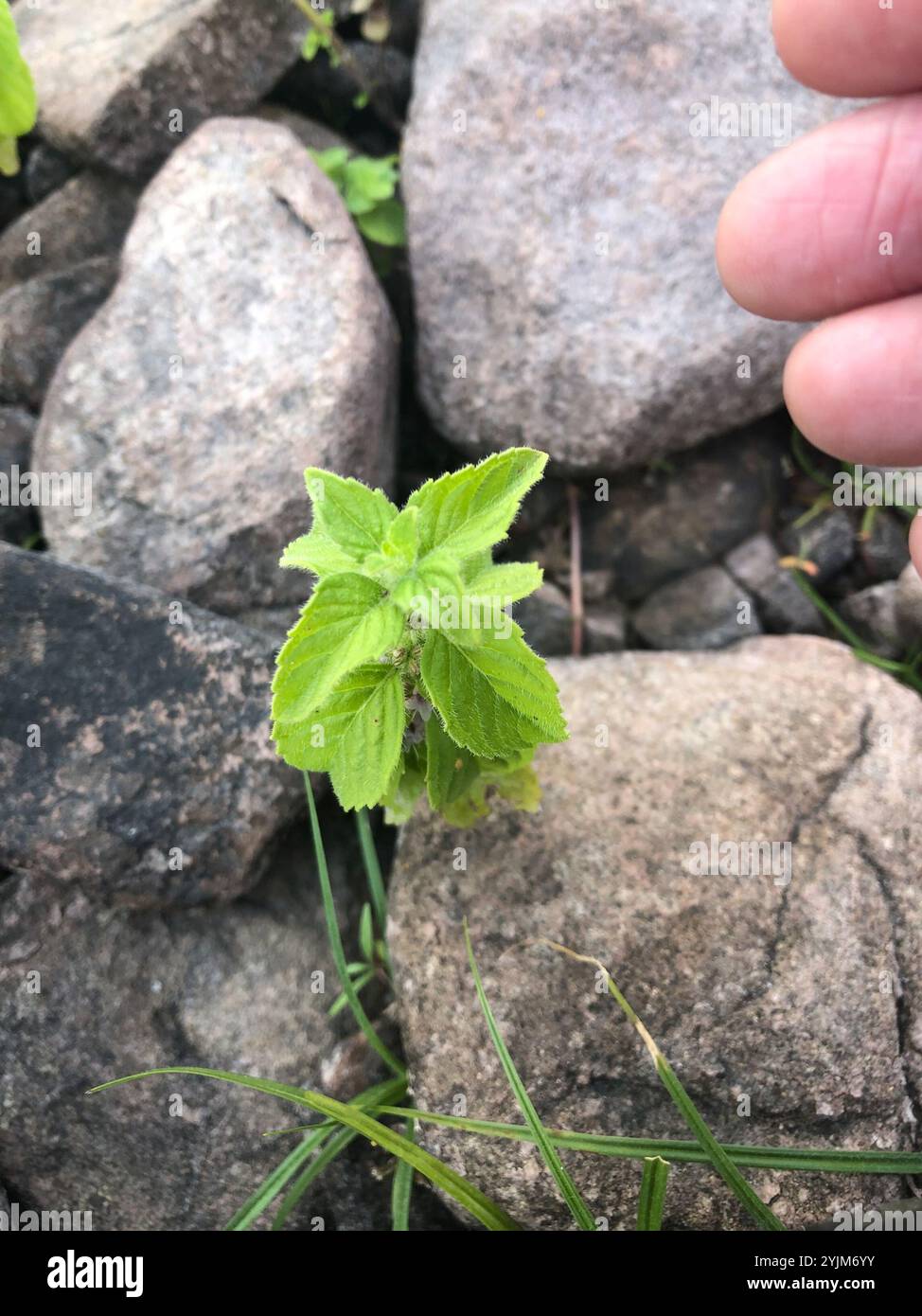 corn mint (Mentha arvensis Stock Photo - Alamy