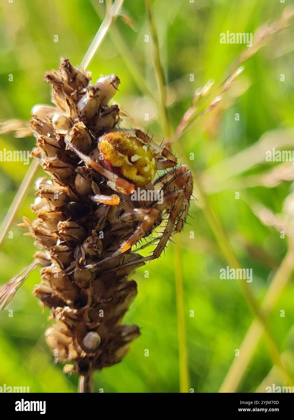 Four-spot Orbweaver (Araneus quadratus Stock Photo - Alamy