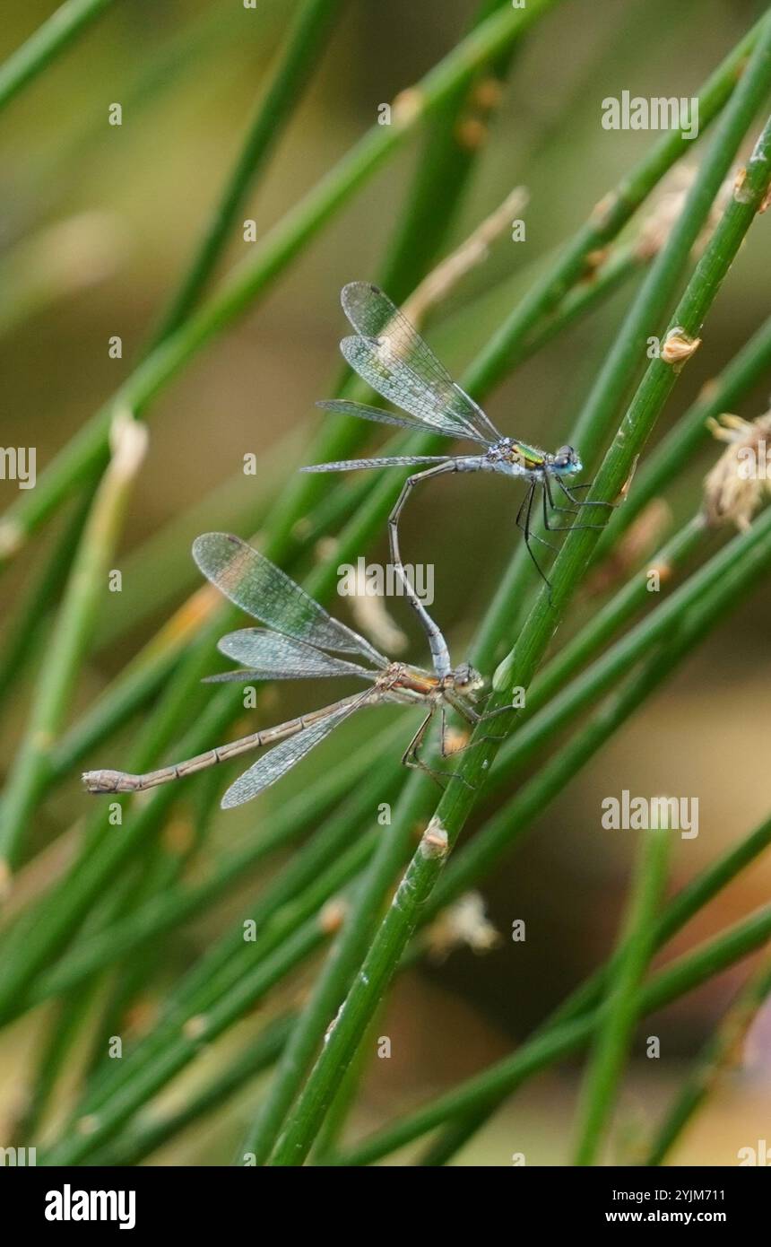 Common Spreadwing (Lestes sponsa Stock Photo - Alamy