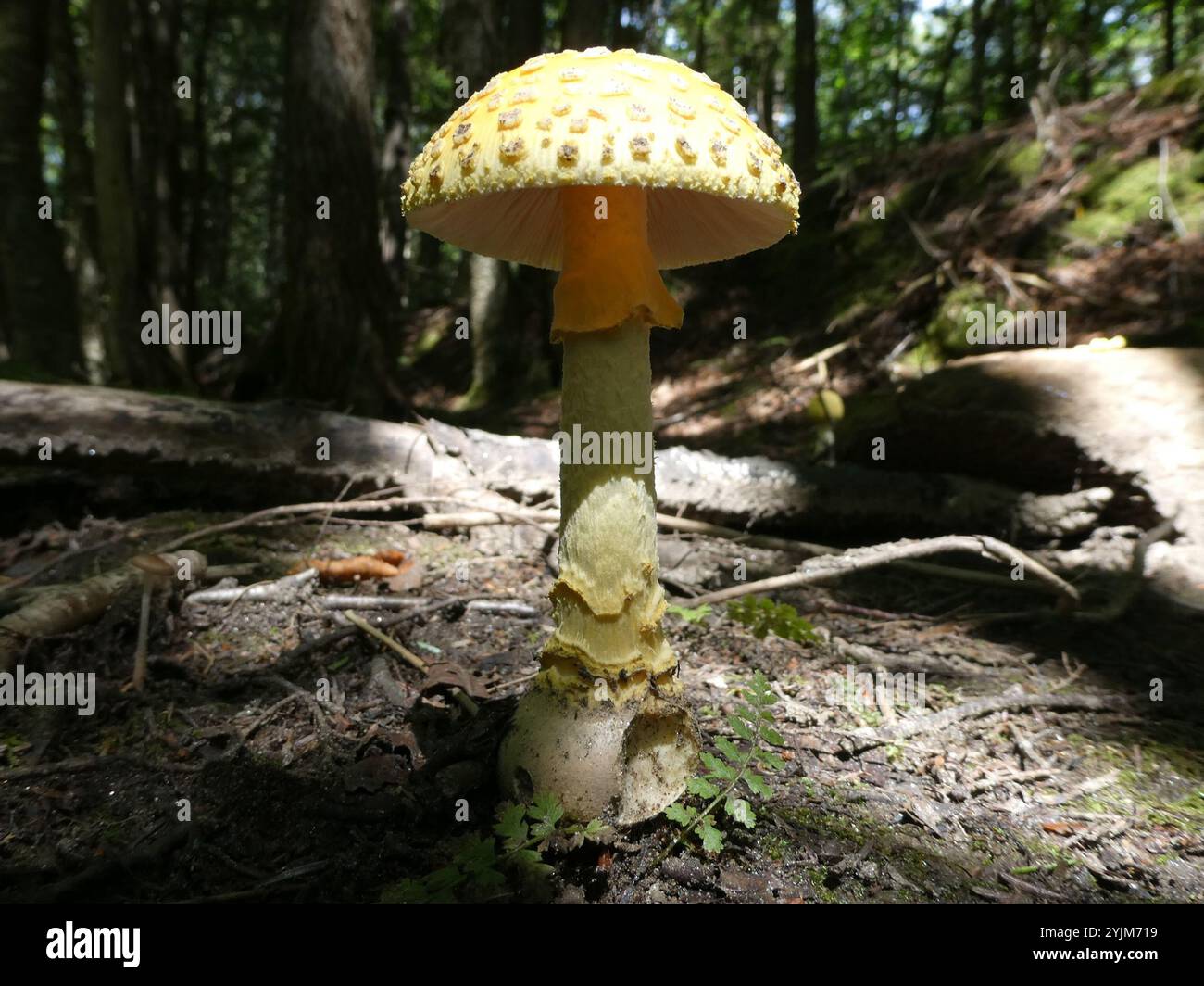 American Yellow Fly Agaric (Amanita muscaria guessowii Stock Photo - Alamy American Yellow Fly Agaric (Amanita muscaria guessowii Stock Photo - Alamy